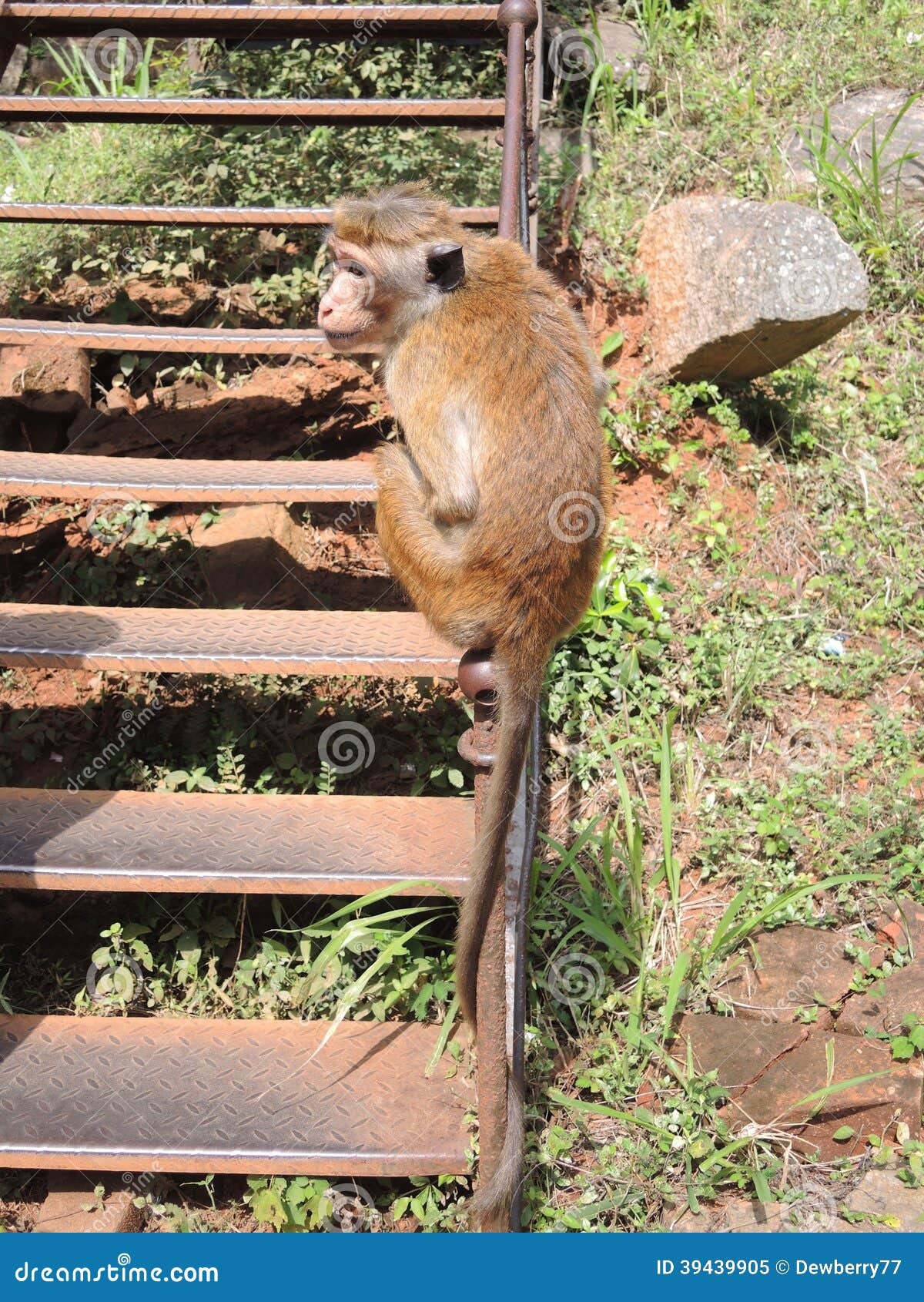 Monkey stock image. Image of sigiriya, ceylon, nature - 39439905