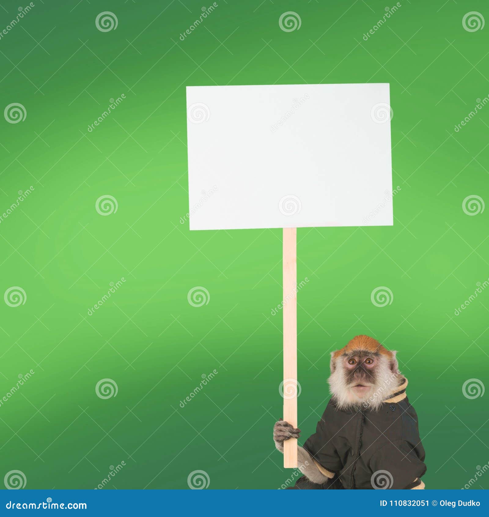 Monkey stock image. Image of human, protest, white, sign - 110832051