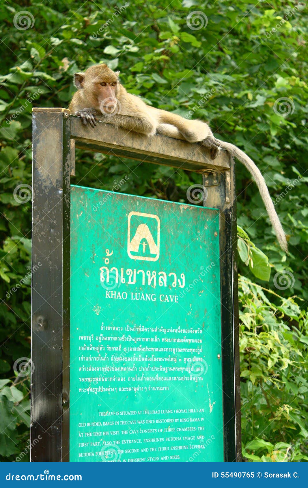 Monkey on Signboard stock image. Image of tree, monkeys - 55490765