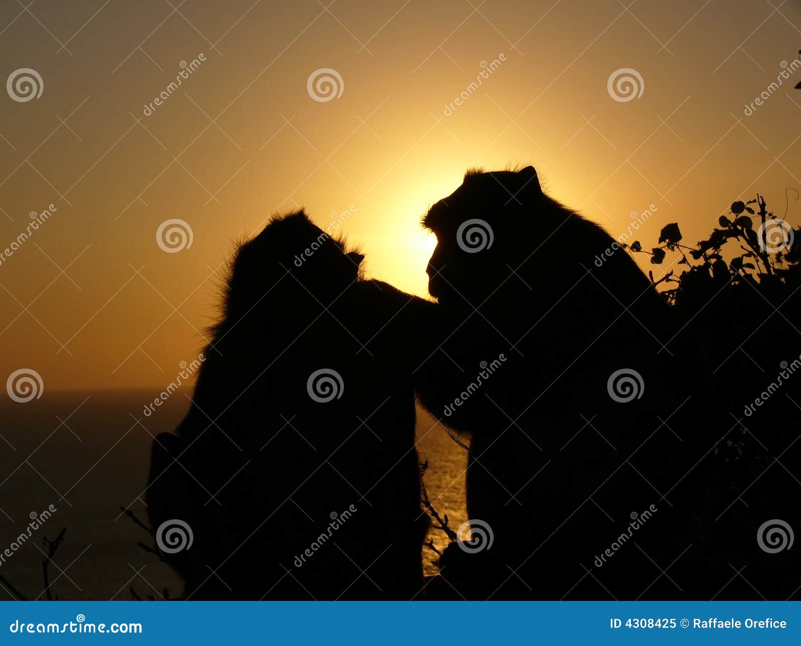 Monkey Silhouettes and Sunset Stock Image - Image of sunrise, primates ...