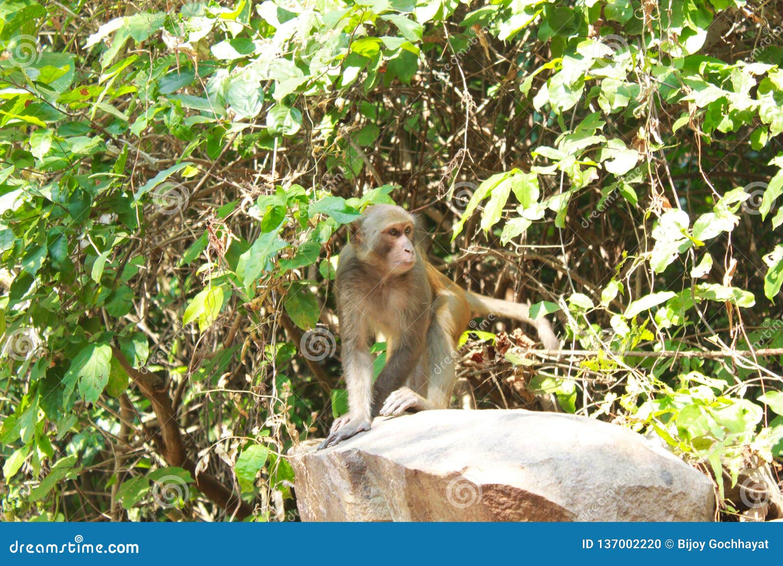 Monkey or Simian Sitting on a Rock Stock Photo - Image of animal ...