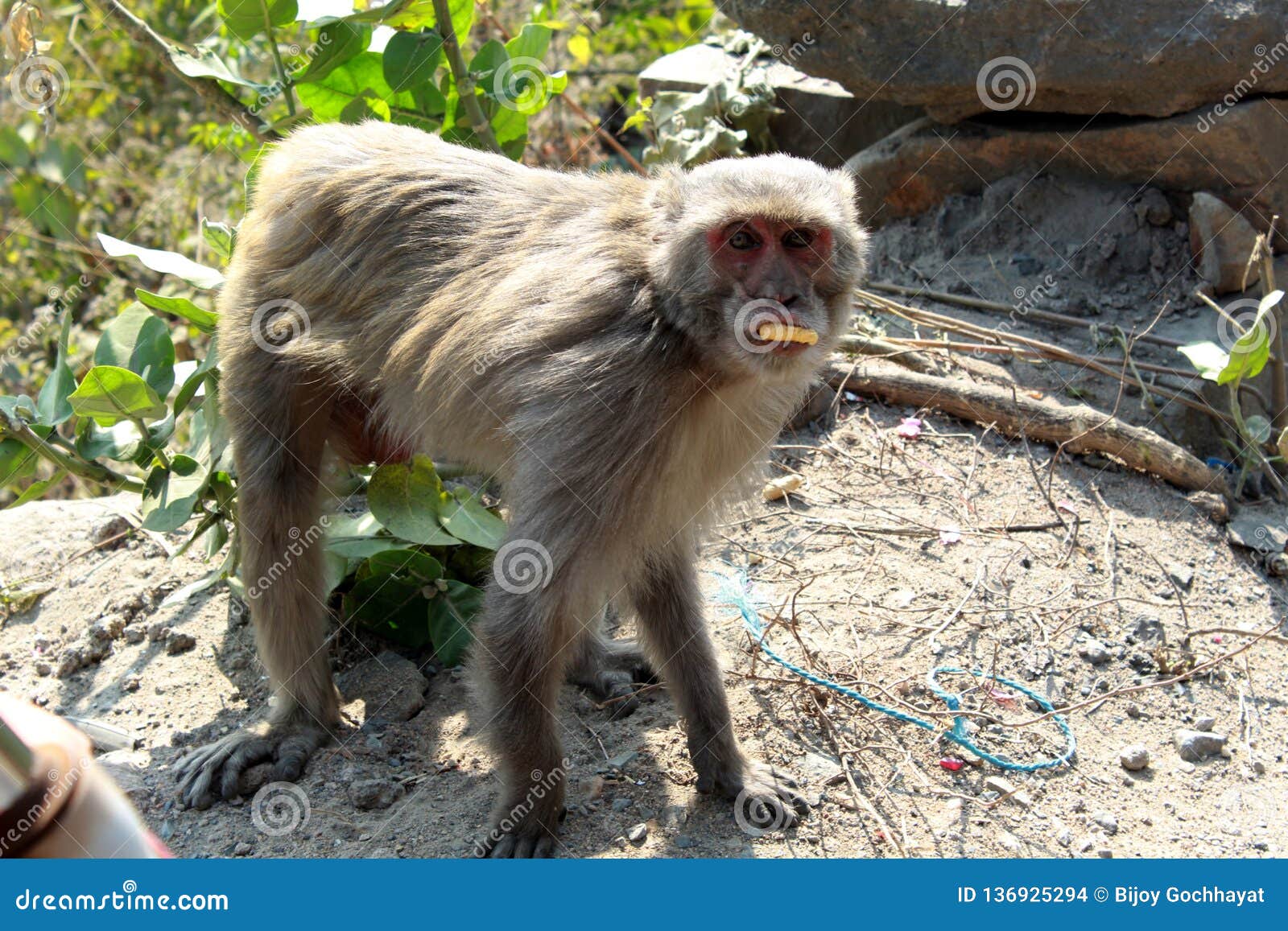 Monkey or simians standing stock photo. Image of face - 136925294
