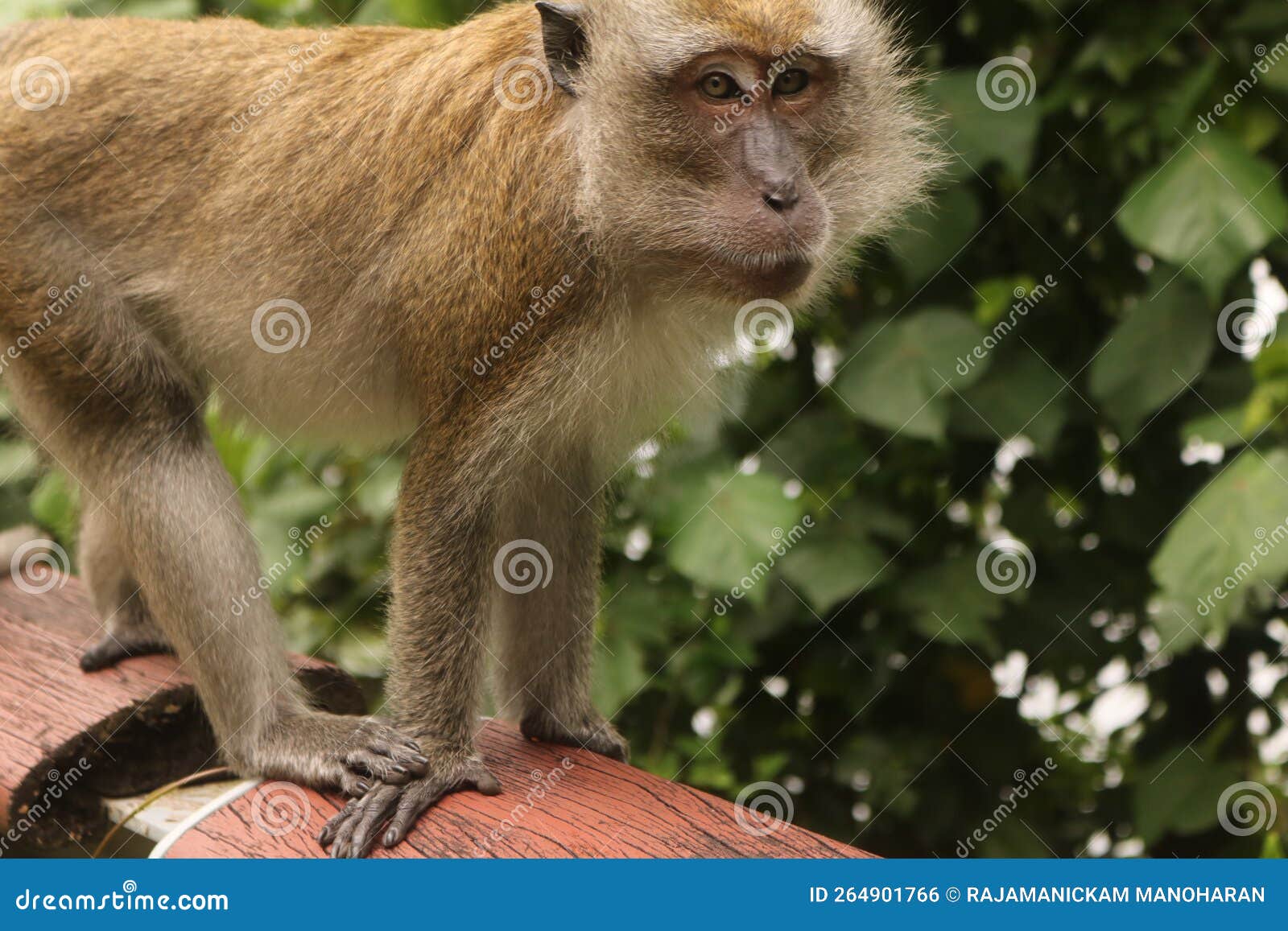 MONKEY at SINGAPORE PARK stock photo. Image of squirrel - 264901766