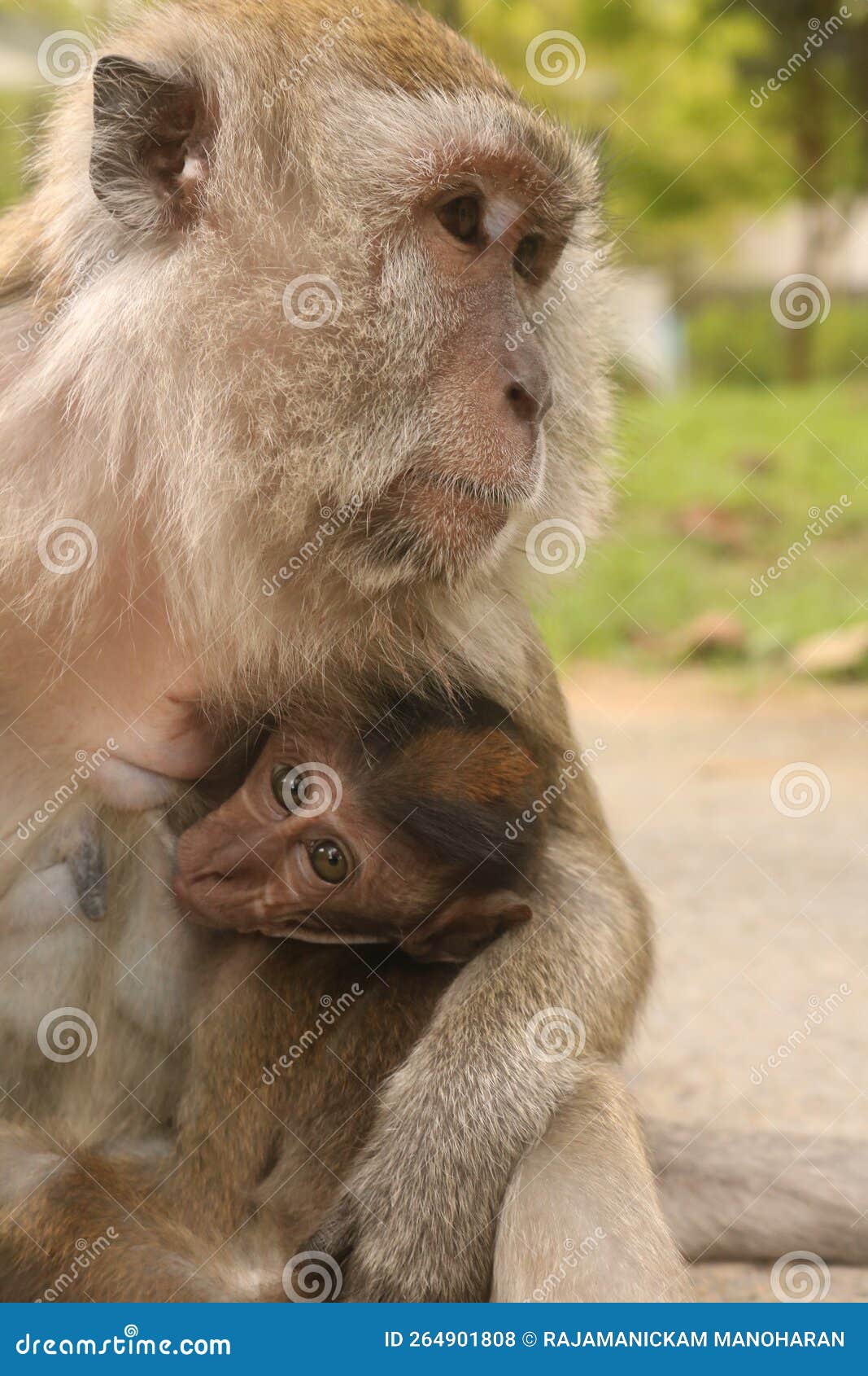 MONKEY at SINGAPORE PARK stock photo. Image of rodent - 264901808
