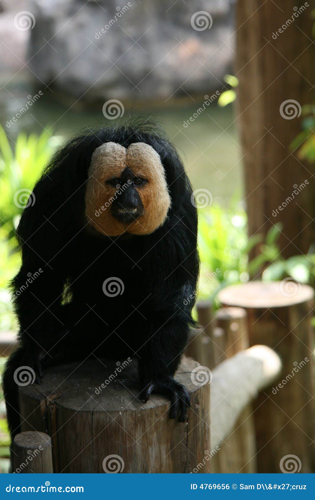 Monkey - Singapore Zoo, Singapore Stock Photo - Image of rare, face ...