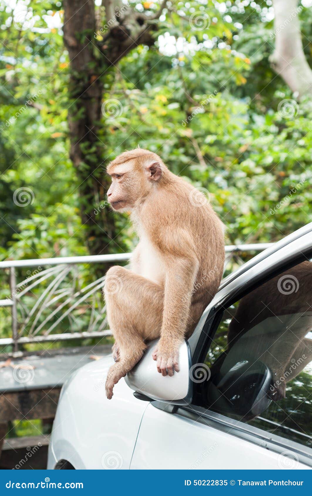 Monkey sit on car stock image. Image of brown, summer - 50222835