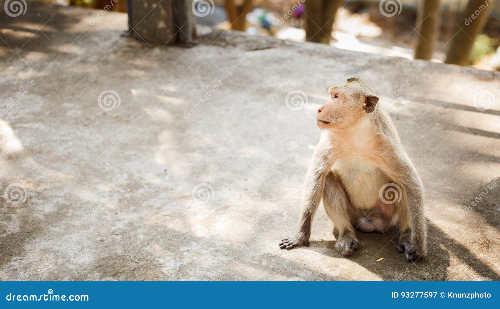 Monkey Sit on Concrete Floor Stock Image - Image of portrait, looking ...