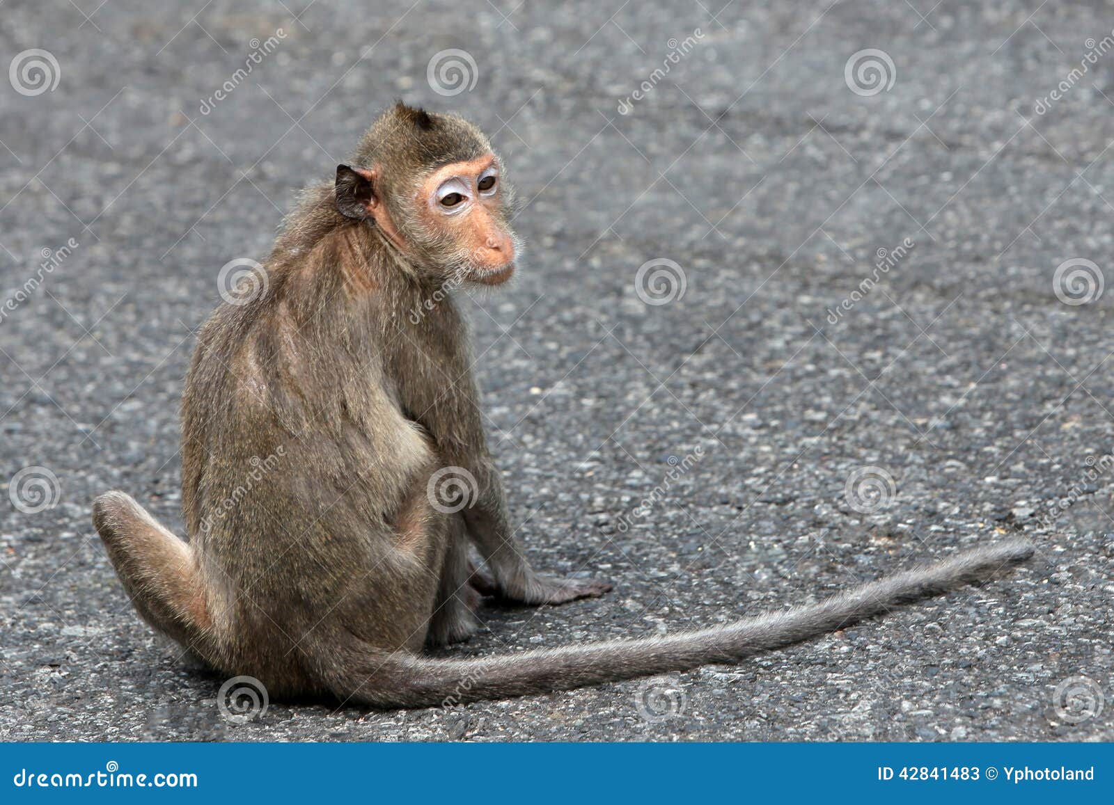 Monkey stock image. Image of monkey, floor, life, animal - 42841483