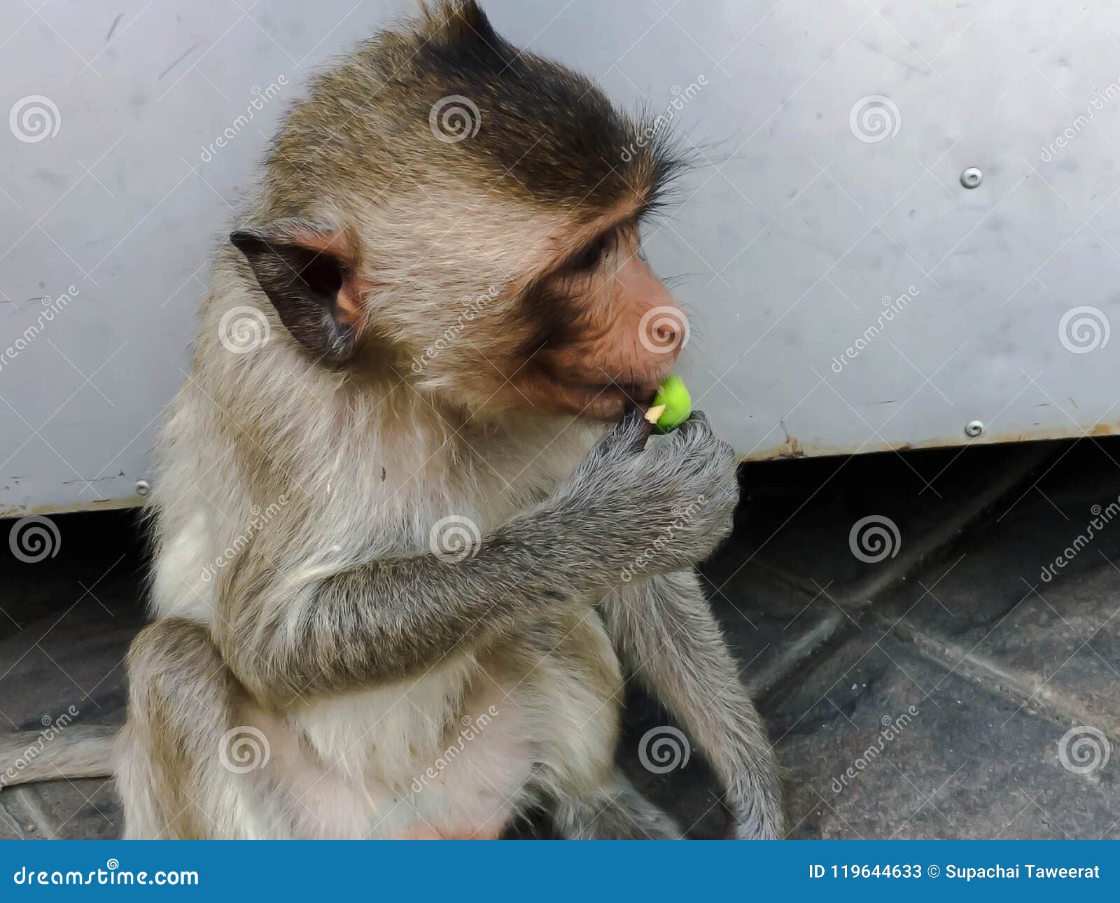 Monkey sit on the floor stock image. Image of macaque - 119644633