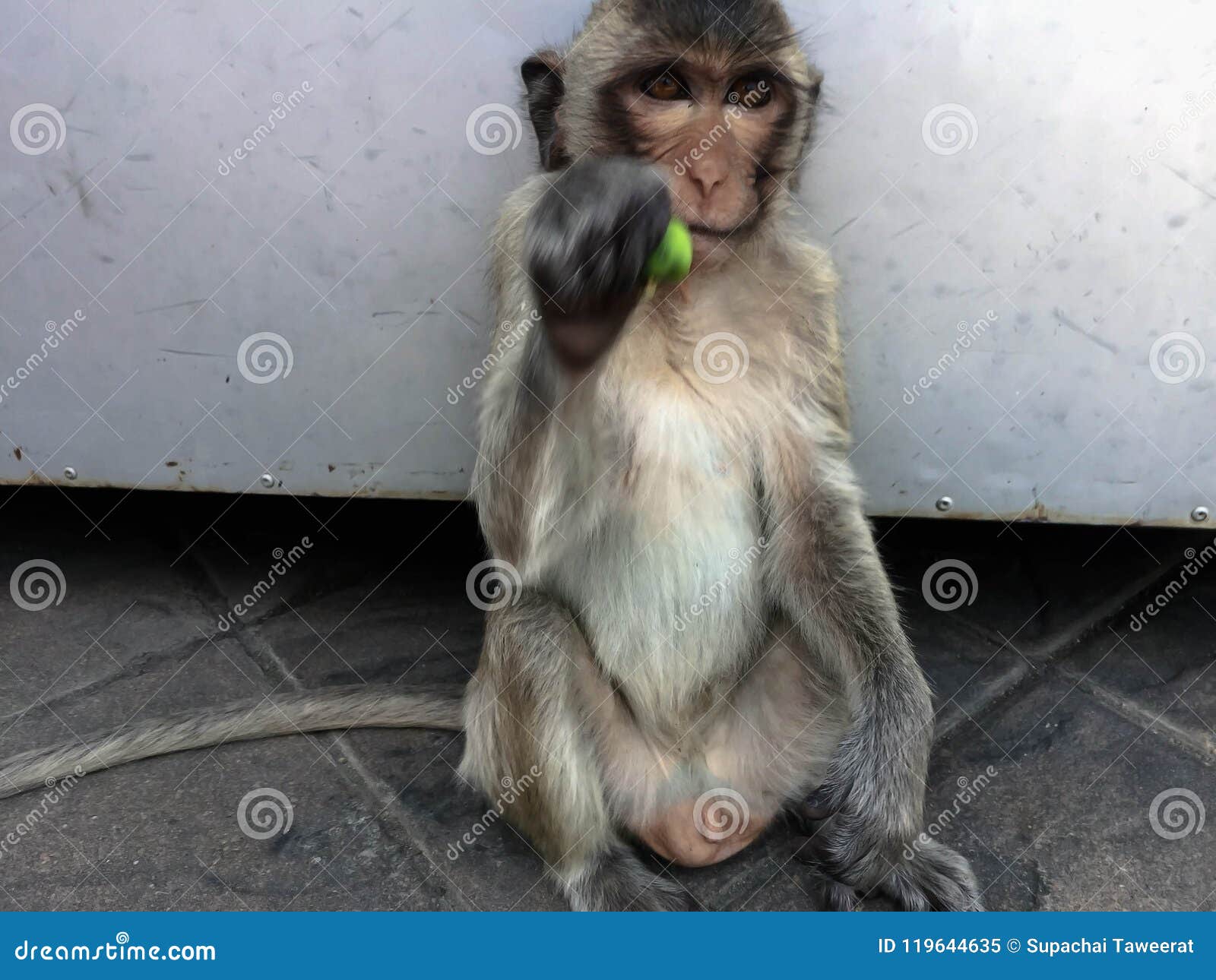 Monkey sit on the floor stock image. Image of wildlife - 119644635
