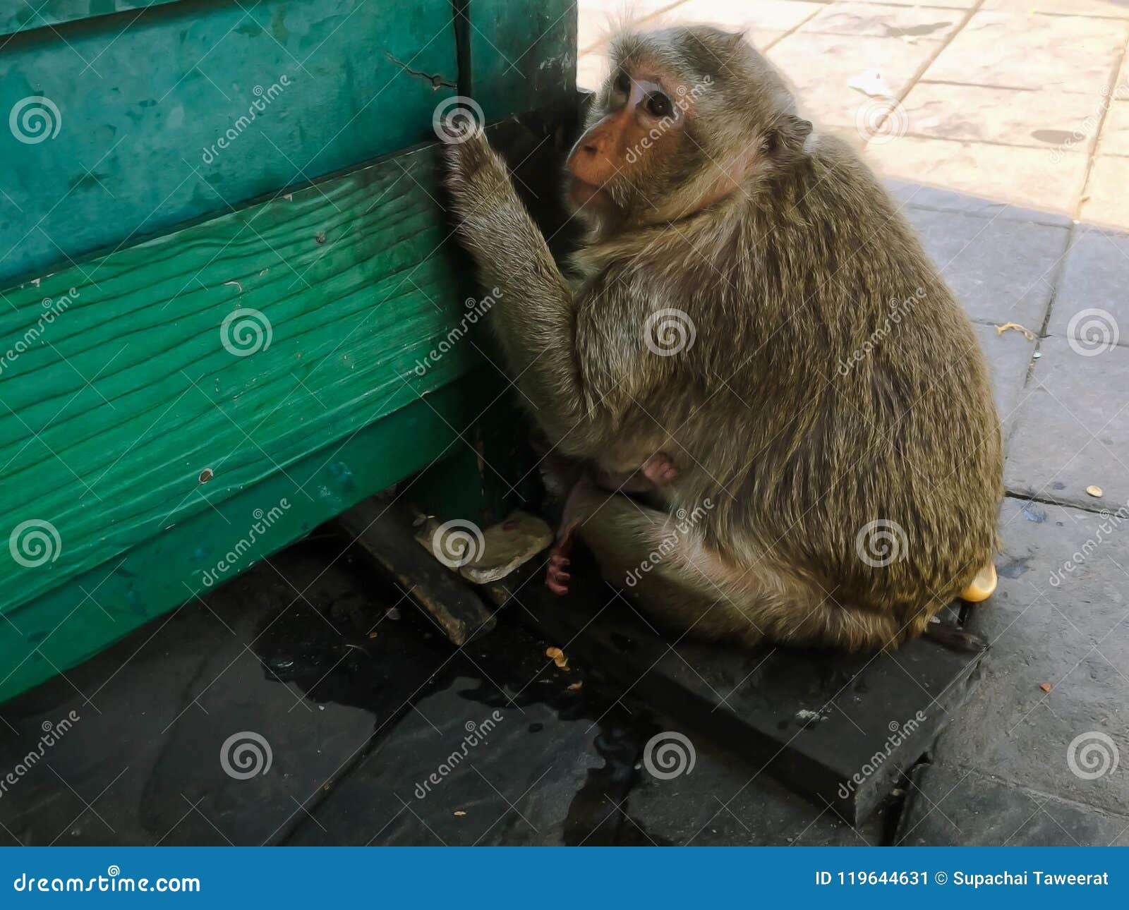 Monkey sit on the floor stock image. Image of green - 119644631
