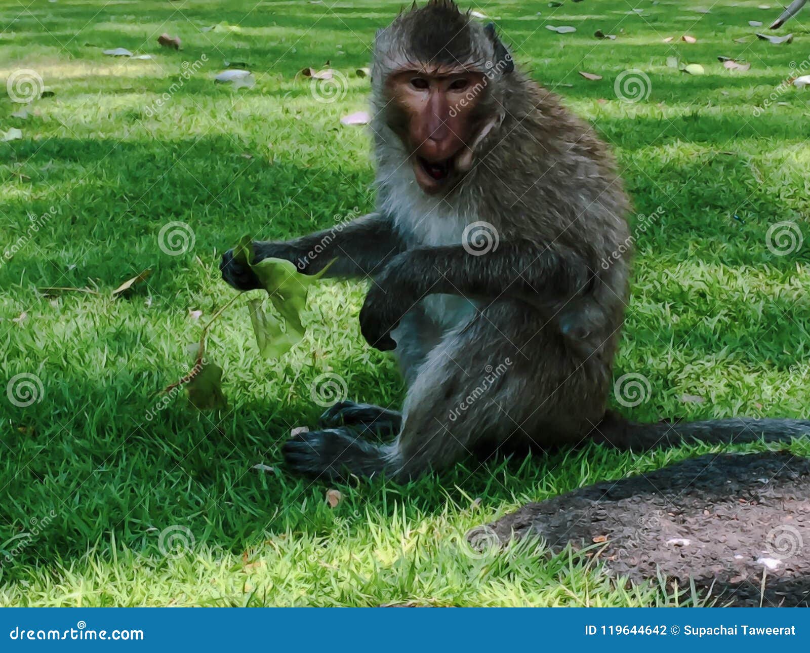 Monkey sit on the floor stock photo. Image of nature - 119644642