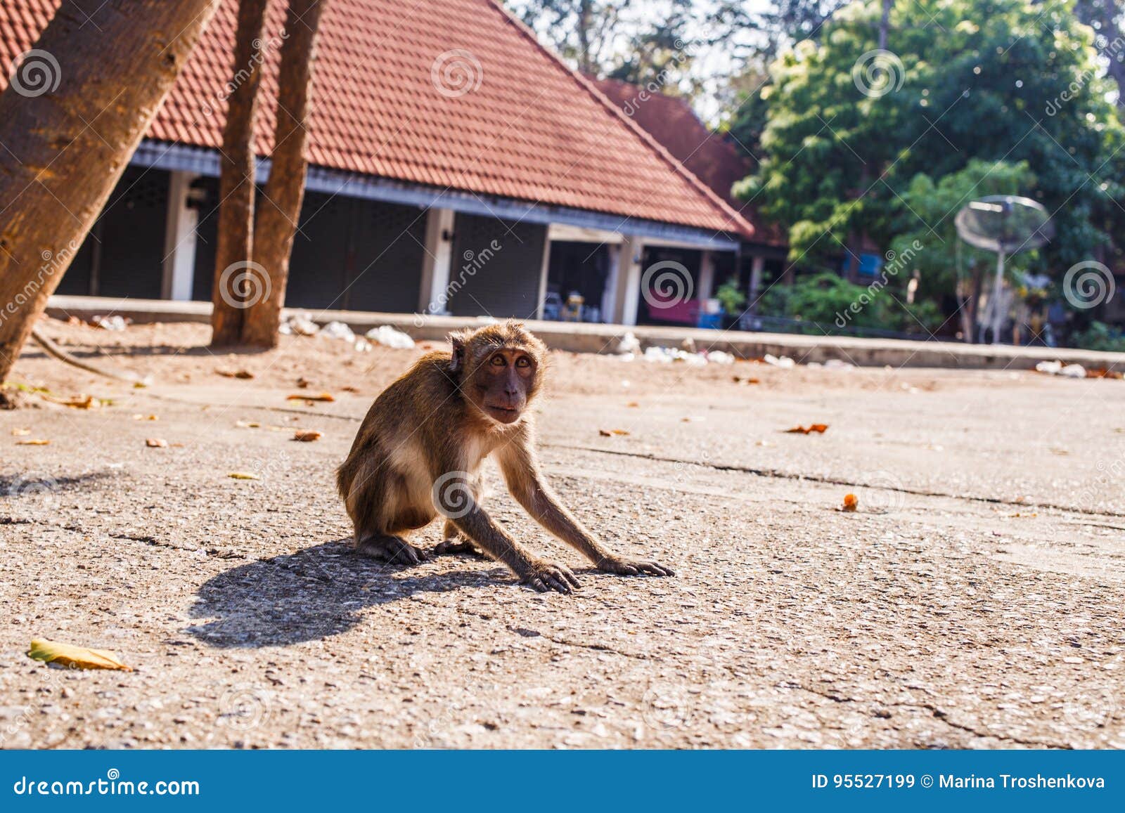 Monkey sit on ground. stock image. Image of curiousmonkey - 95527199