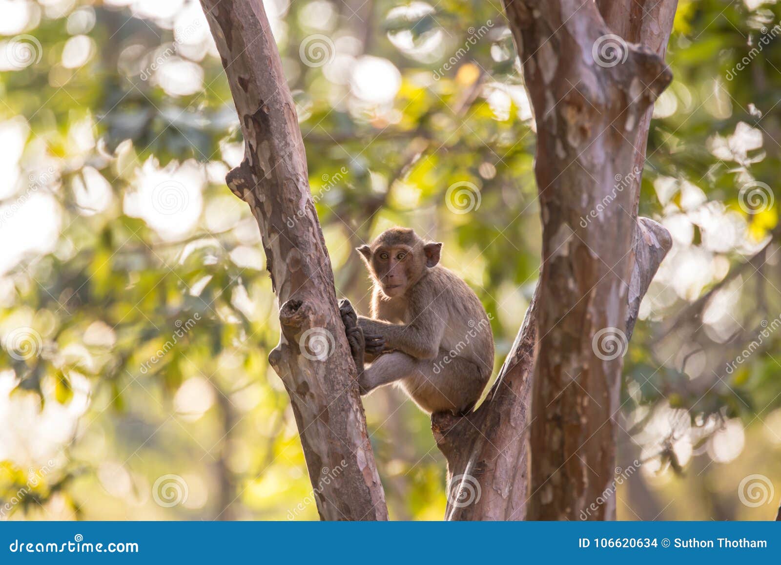 Monkey on the sit stock photo. Image of smile, monkey - 106620634