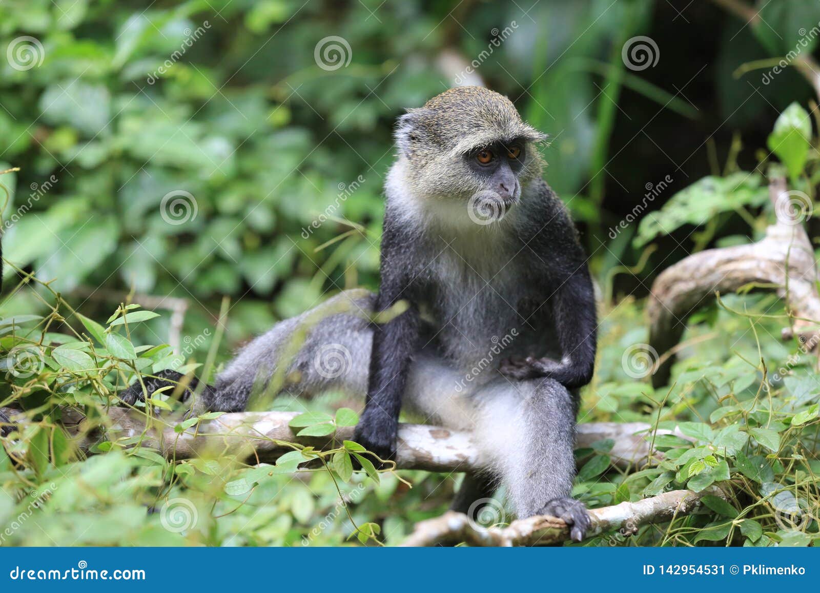 Monkey in Sit on Tree Green Jungle Stock Image - Image of nature ...