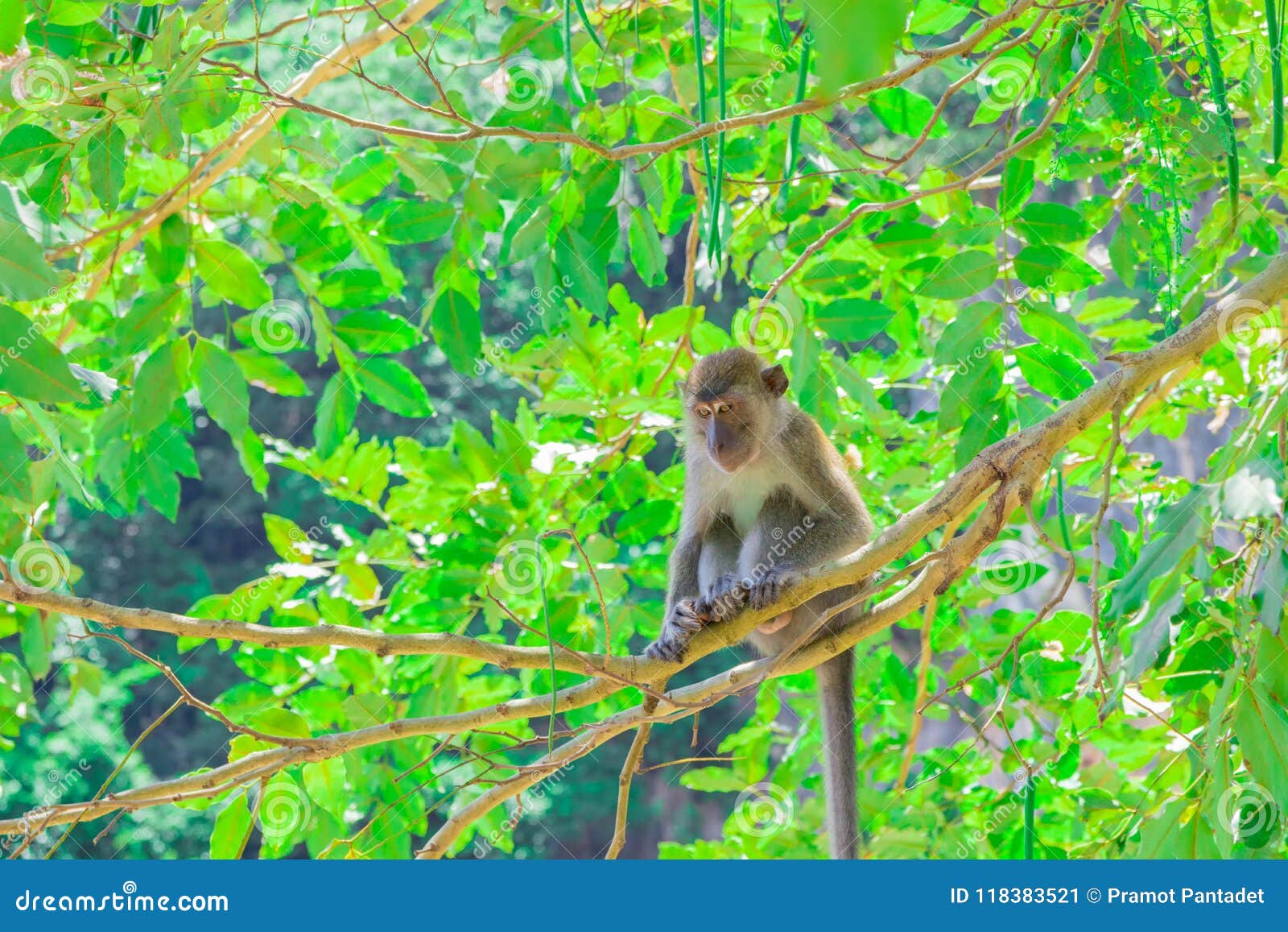 Monkey Sit on the Tree Lives in a Natural Forest with Copy Space Add ...