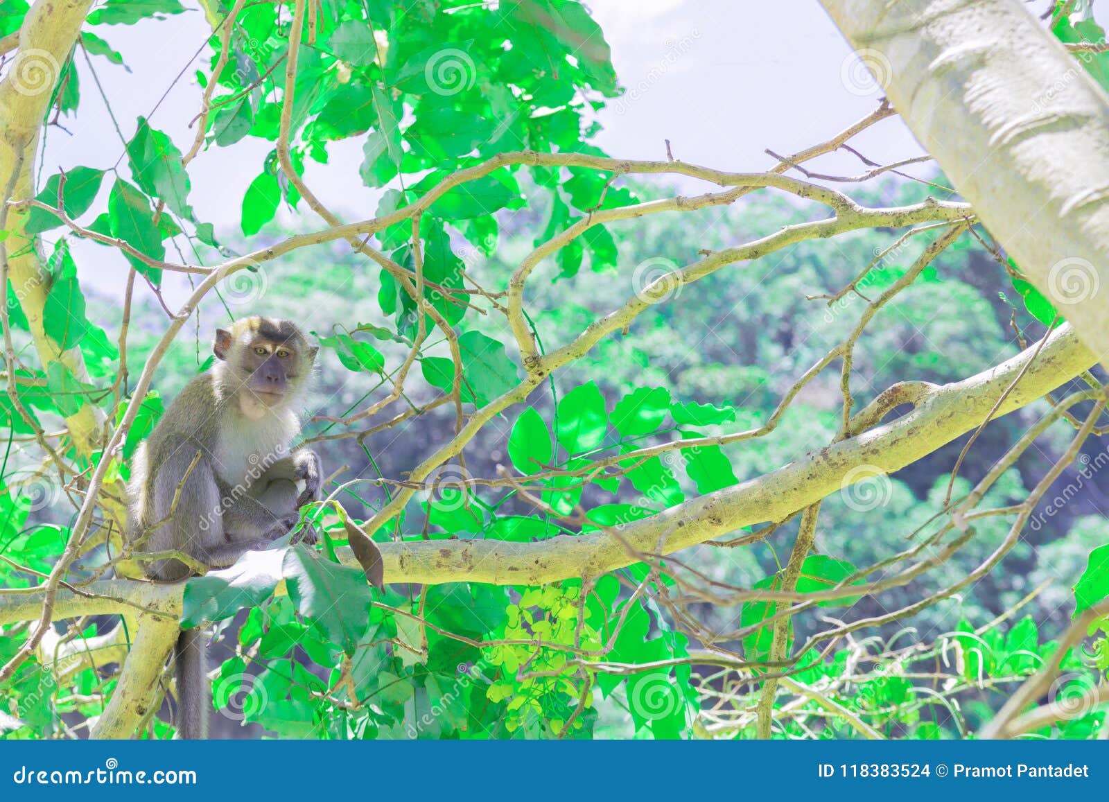 Monkey Sit on the Tree Lives in a Natural Forest with Copy Space Add ...