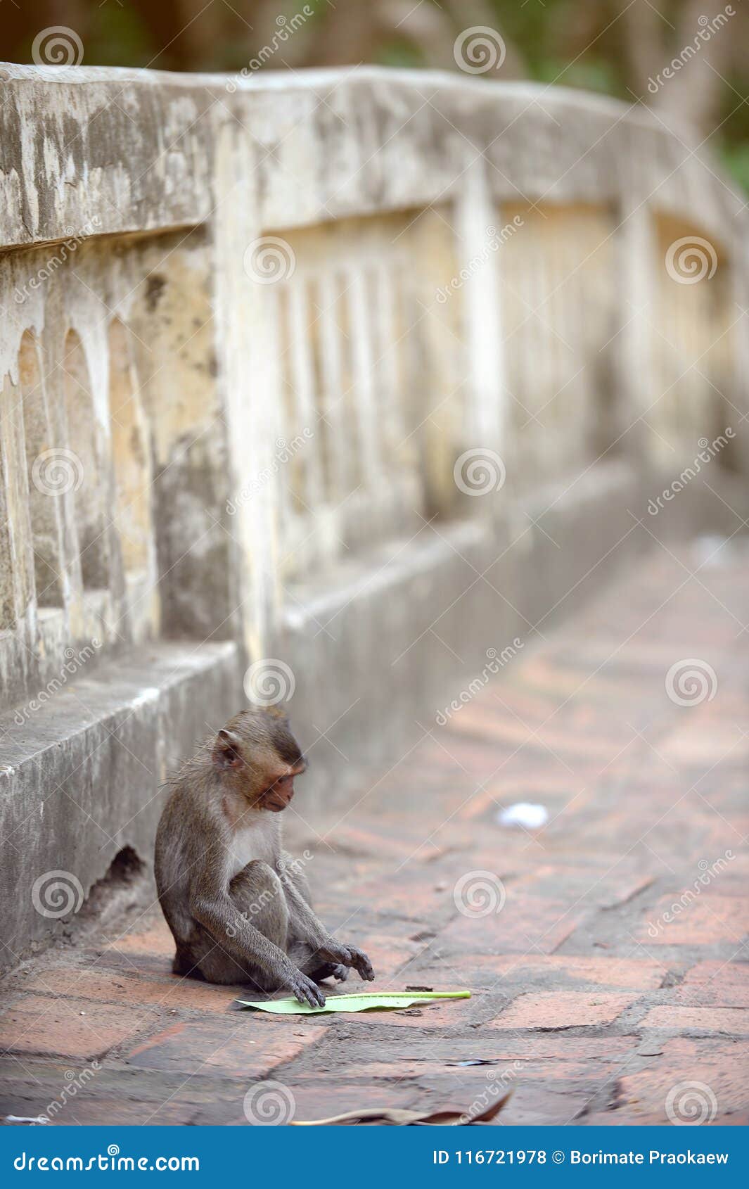 Monkey Sit and Wait for Food Stock Photo - Image of body, monkey: 116721978