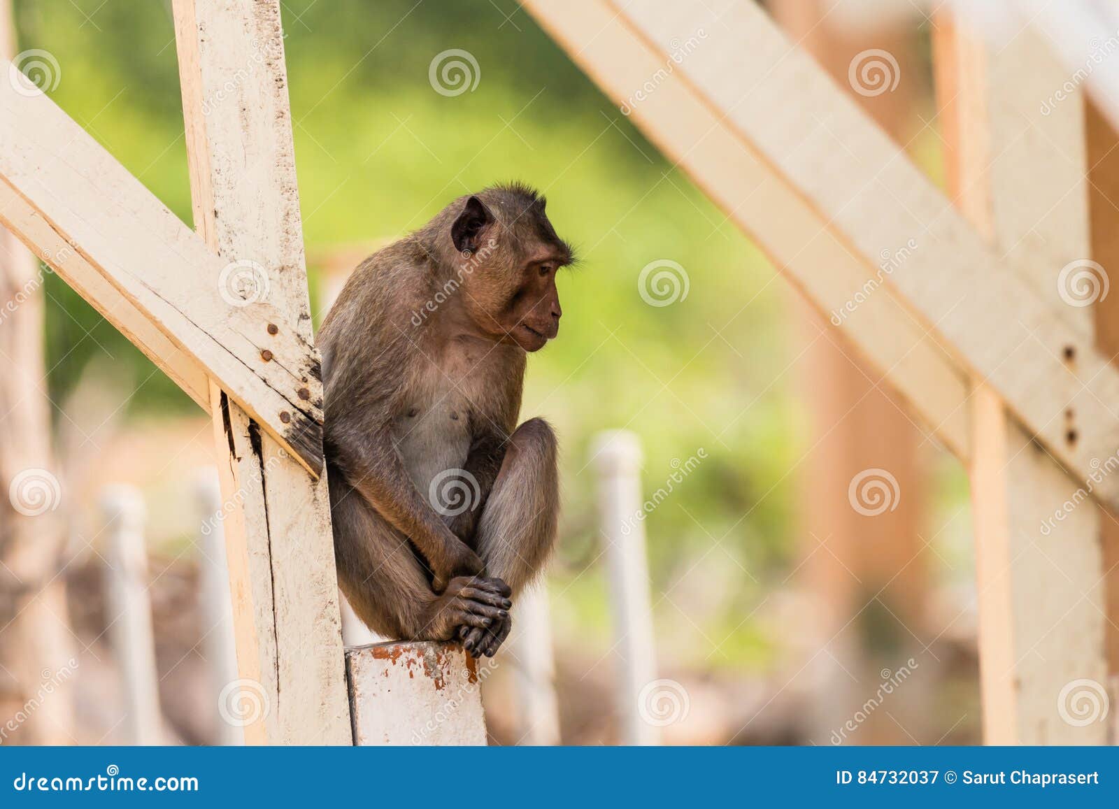 Monkey sit and wait stock image. Image of people, house - 84732037