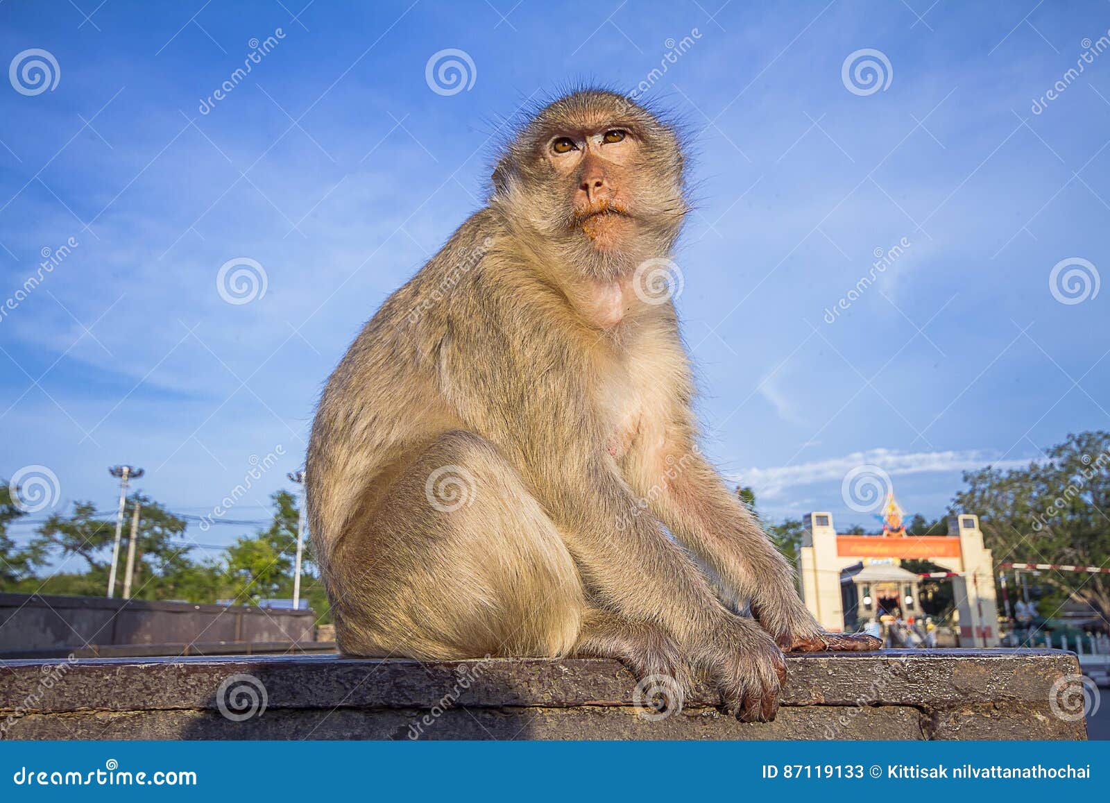 Monkey sit on wall top stock image. Image of wildlife - 87119133