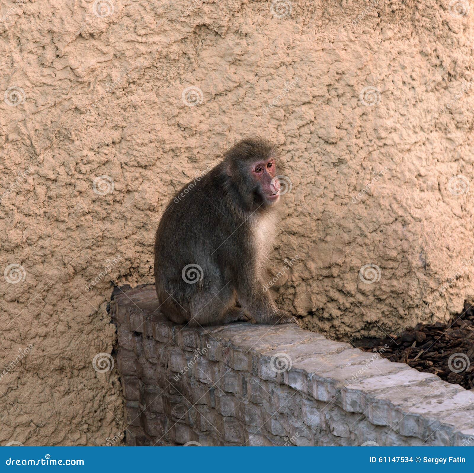 Monkey sit zoo stock photo. Image of female, ancestor - 61147534