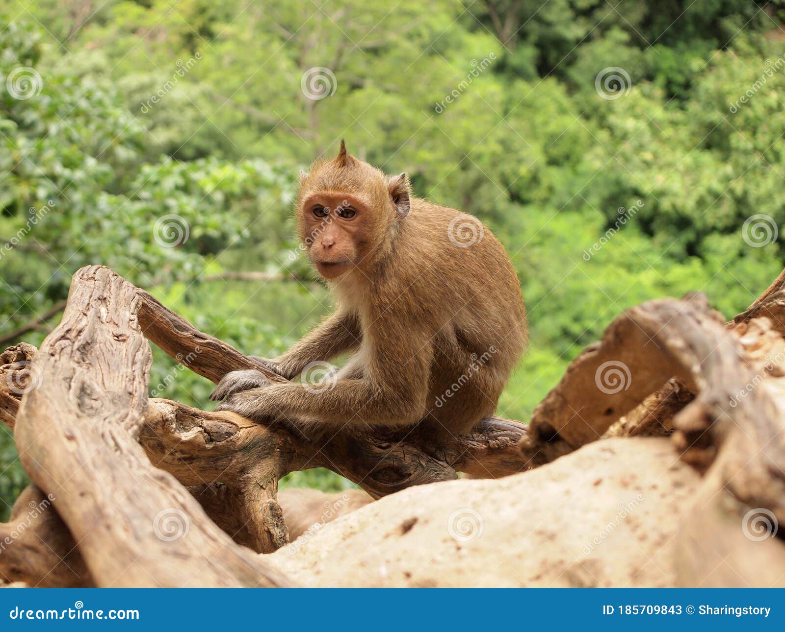 Monkey Siting on the Branch Tree Stock Image - Image of green, natural ...