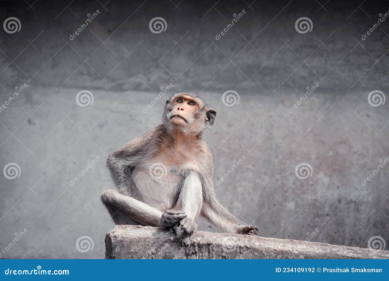 One monkey stock photo. Image of alone, sits, monkey - 234109192