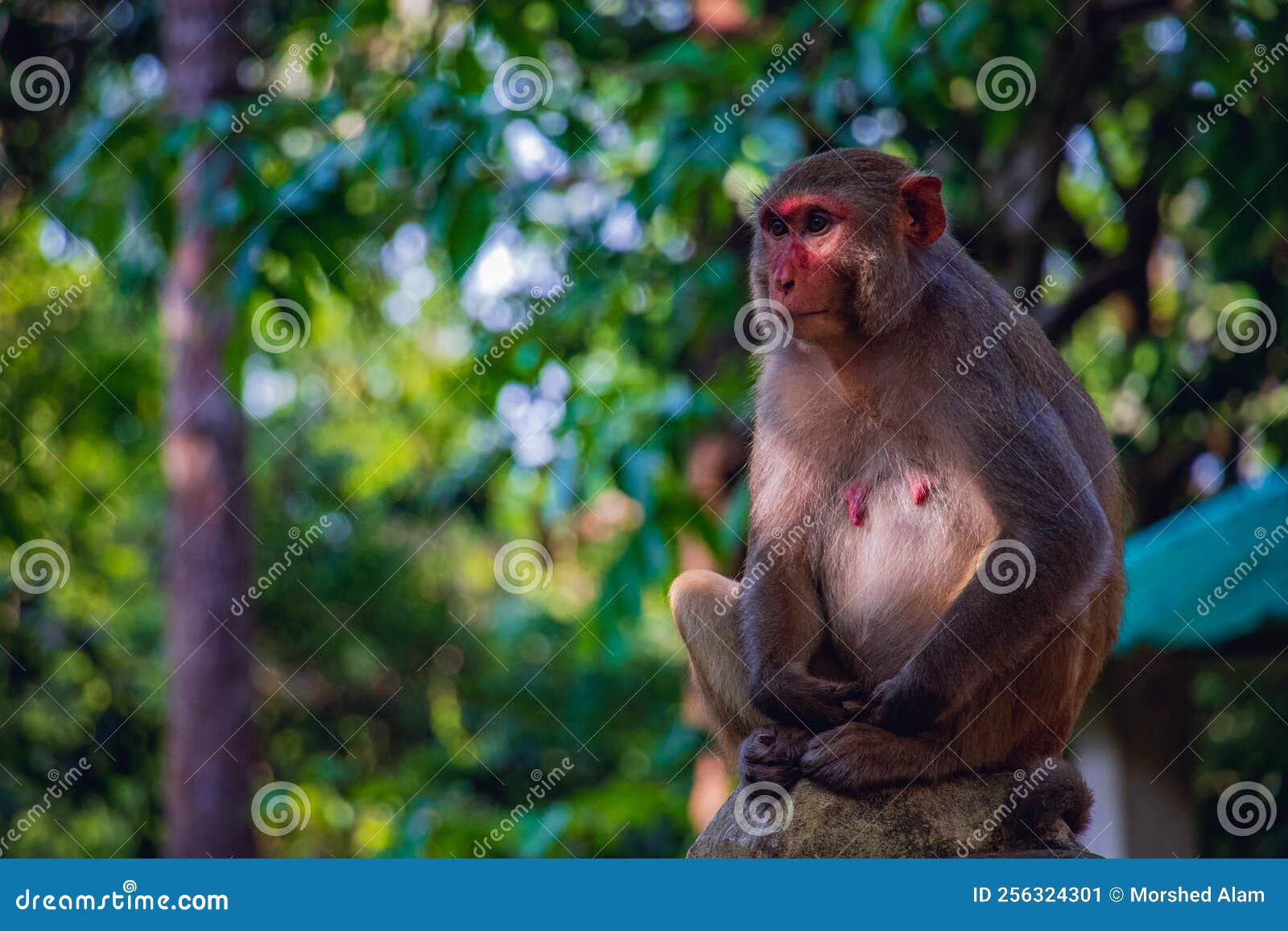 A Monkey Sits Alone on a Concrete Pillar Stock Image - Image of beauty ...