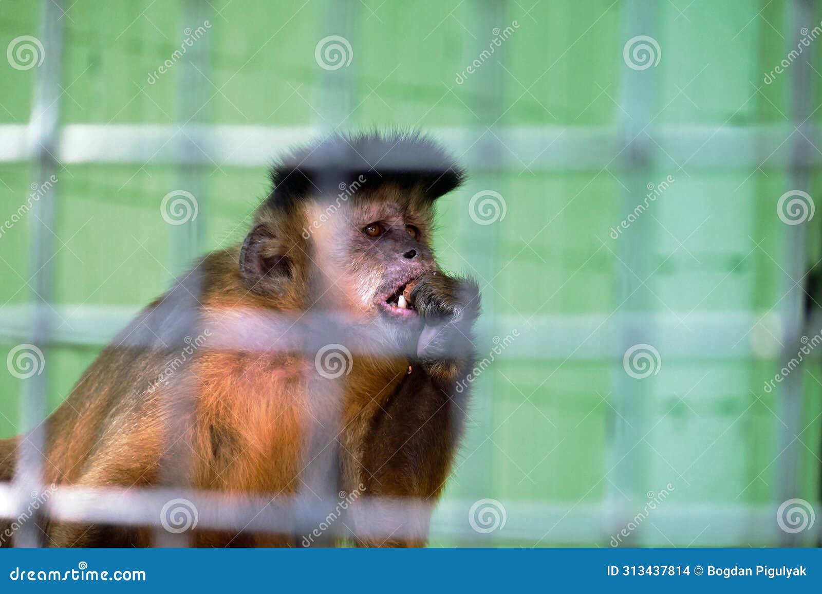 A Monkey Sits in a Cage at the Zoo. Stock Photo - Image of conservation ...