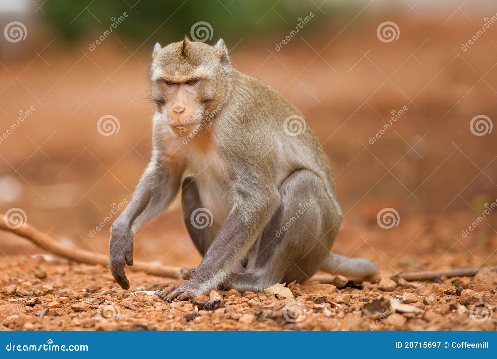 The Monkey Sits on the Earth Stock Image - Image of orange, macaque ...