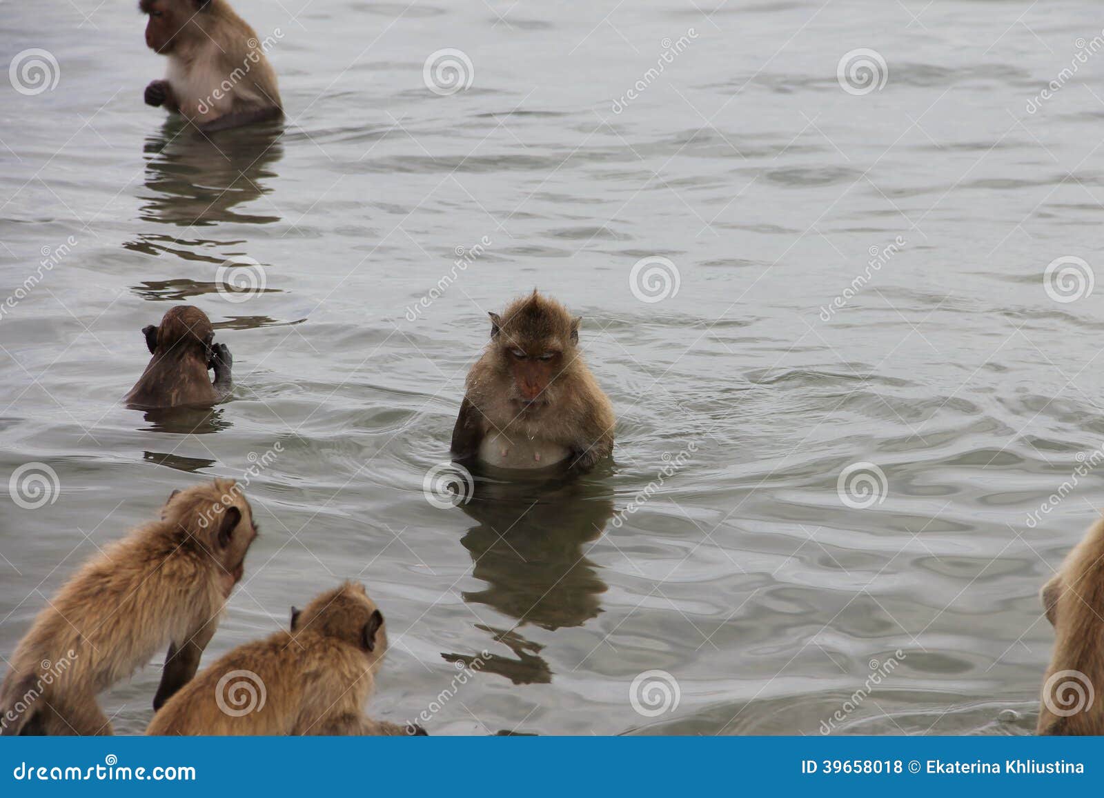 Monkey Sits and Looks into the Sea Stock Photo - Image of water ...