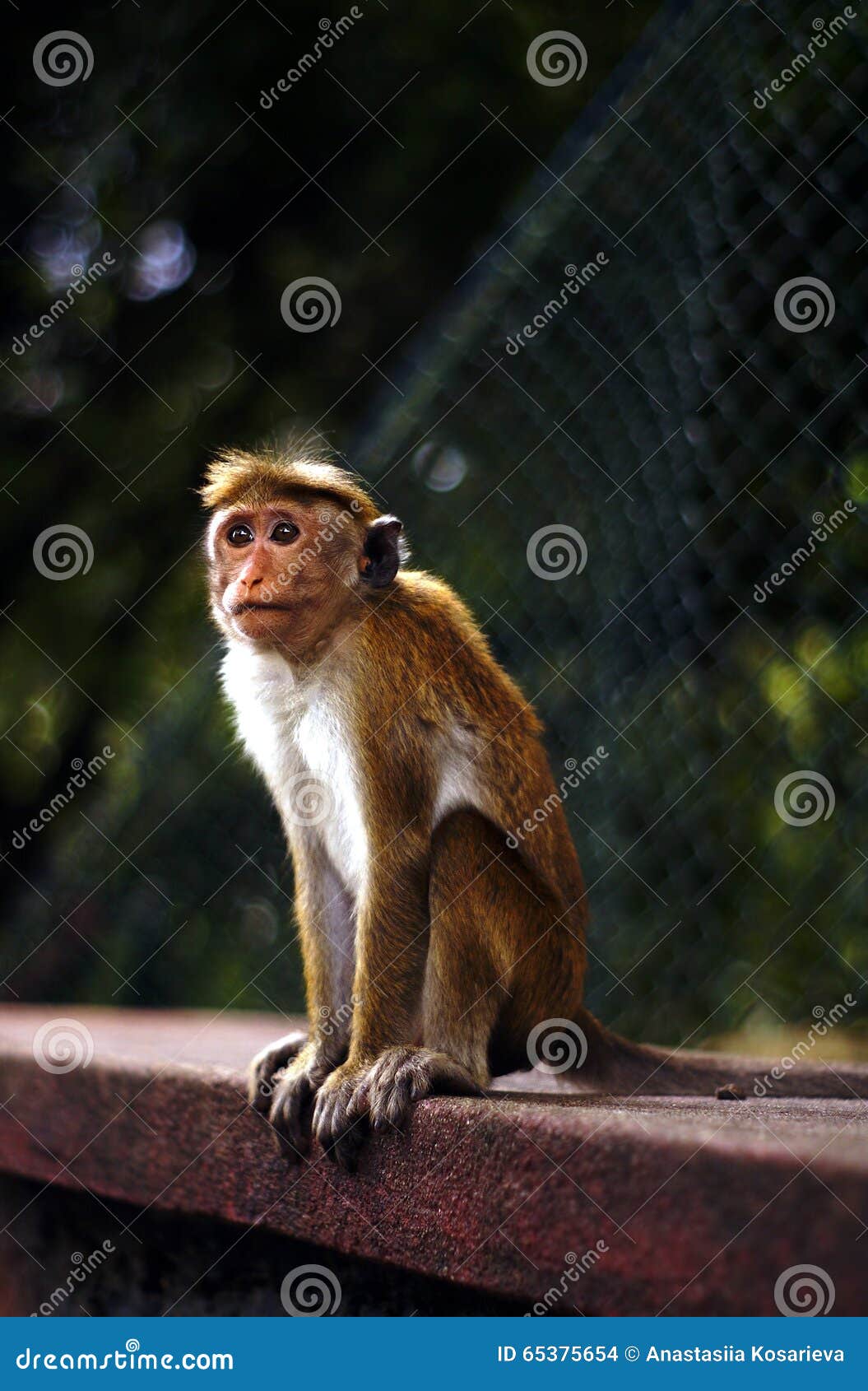 Monkey Sits and Looks Somewhere Stock Photo - Image of primate, animals ...