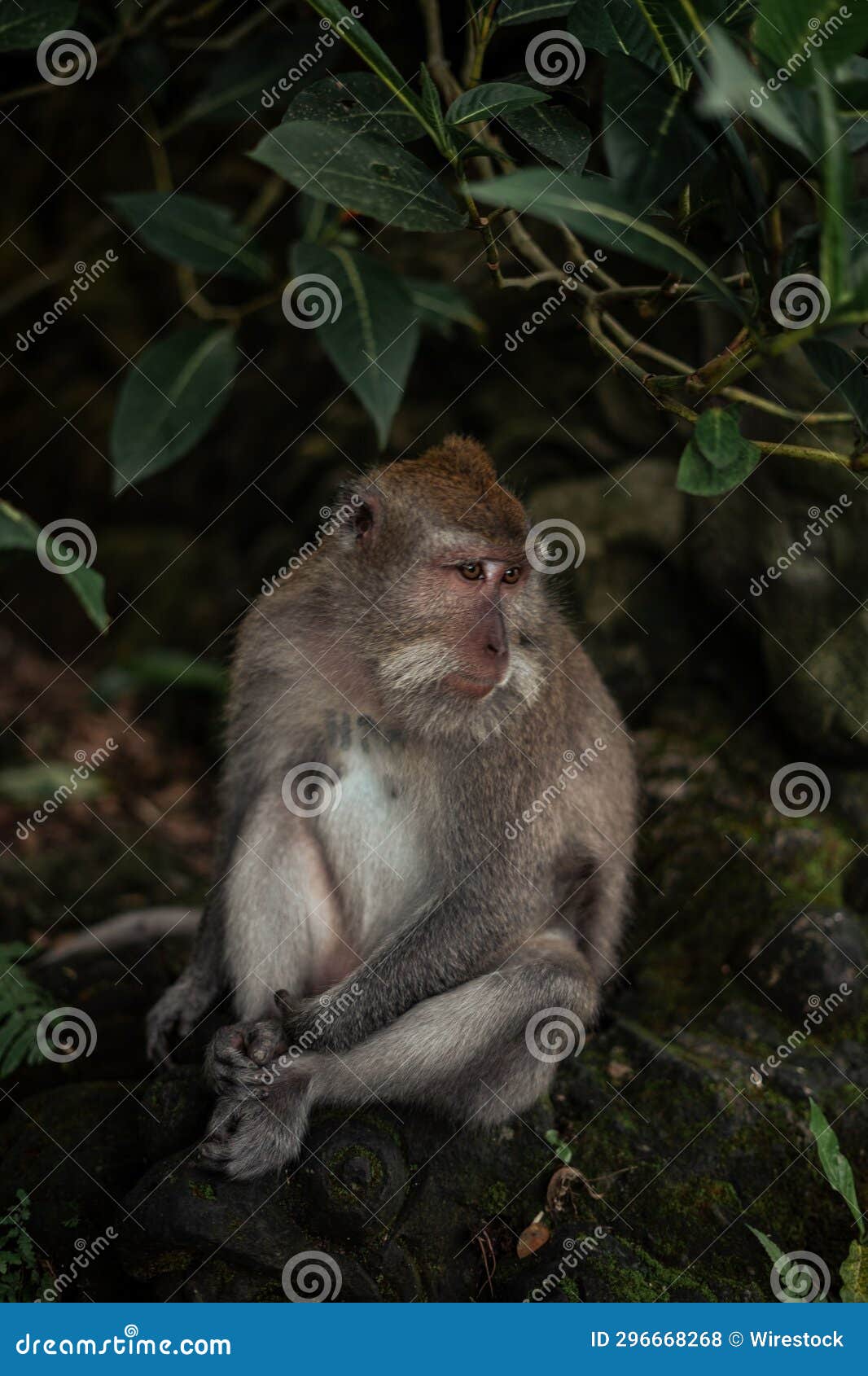 A Monkey Sits on a Moss Covered Rock Surrounded by Plants Stock Photo ...