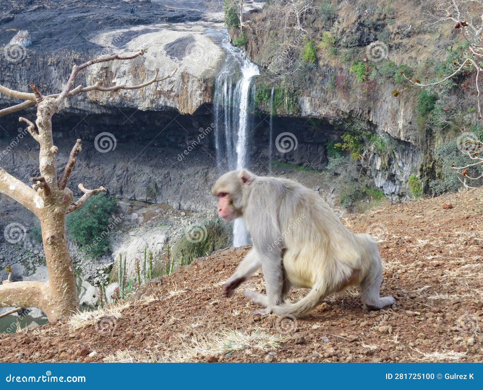 Monkey in Waterfall stock photo. Image of macaque, cliff - 281725100