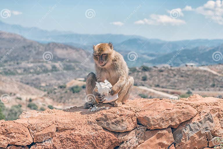 The Monkey Sits on the Rocks and Eats Food Stock Image - Image of color ...