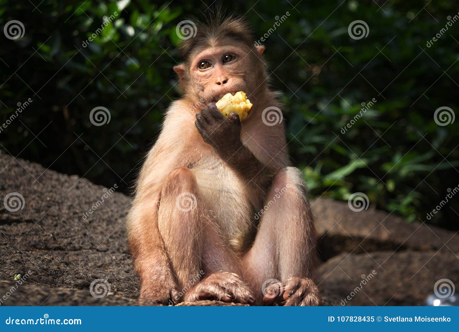 Monkey Sits on the Rocks in the Jungle and Eats a Banana Stock Image ...