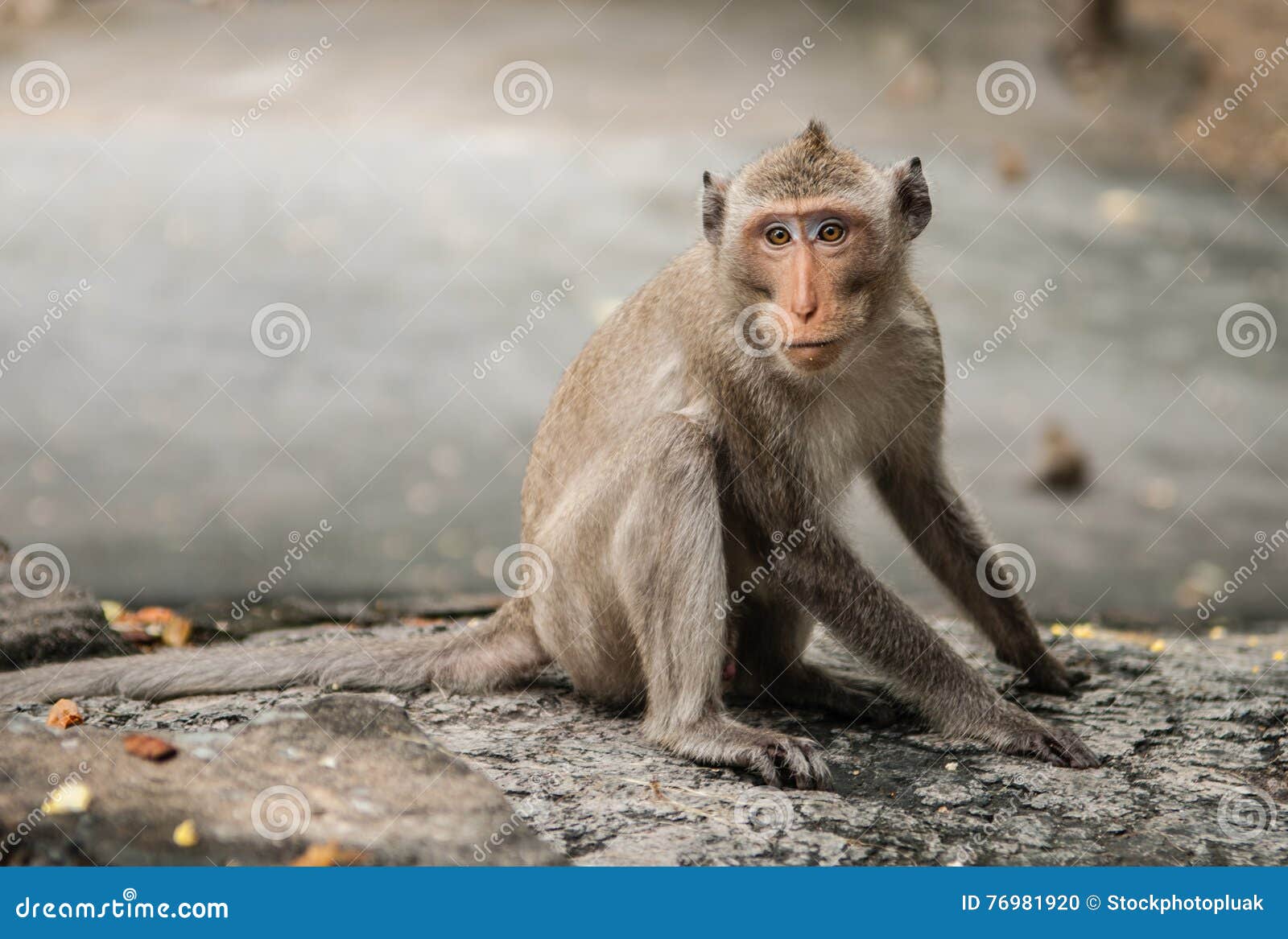 Monkey Sits on the Stone and Eats Stock Photo - Image of stone ...