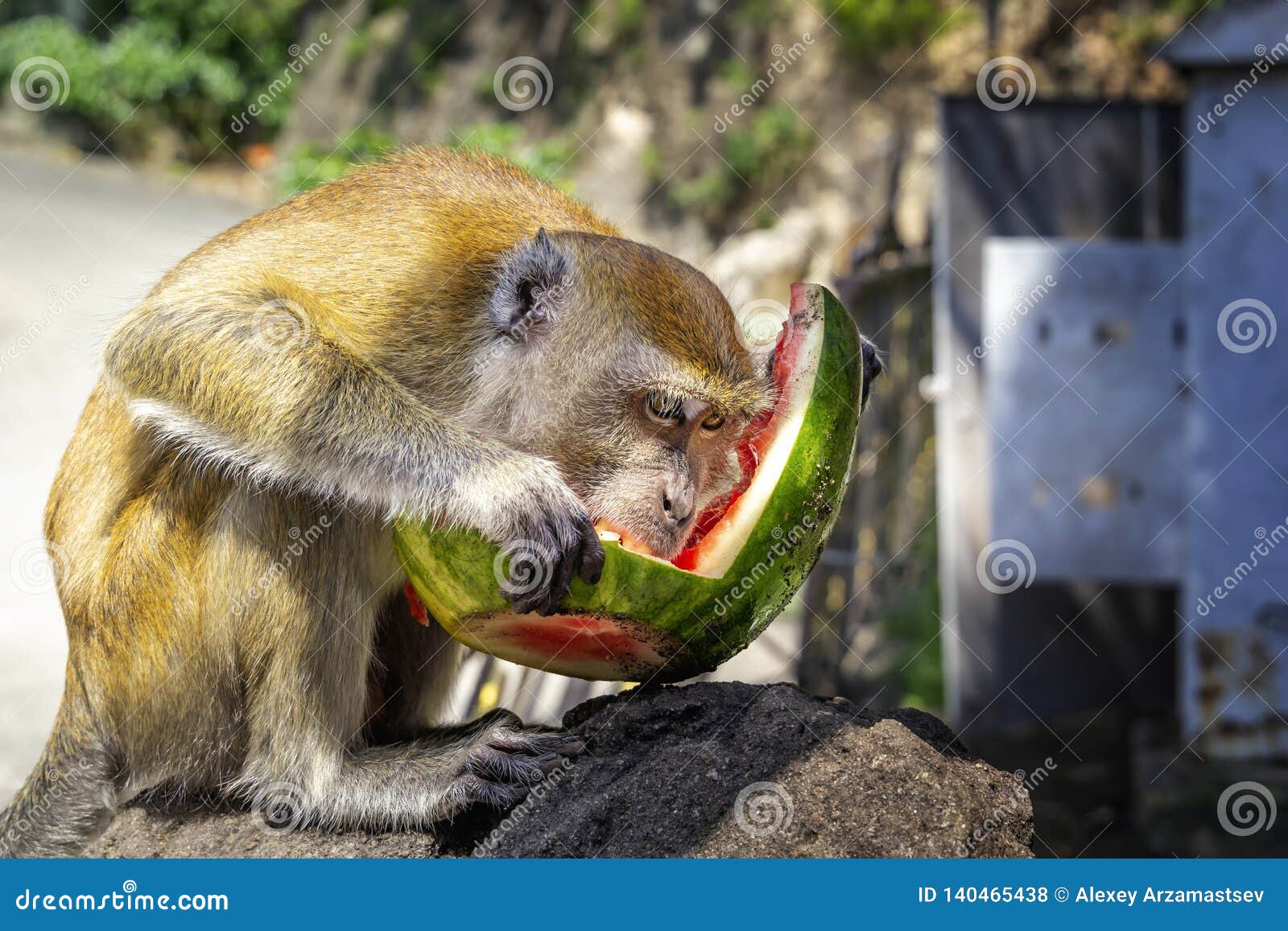 Monkey Sits on a Stone and Eats a Watermelon Against the Backdrop of a ...
