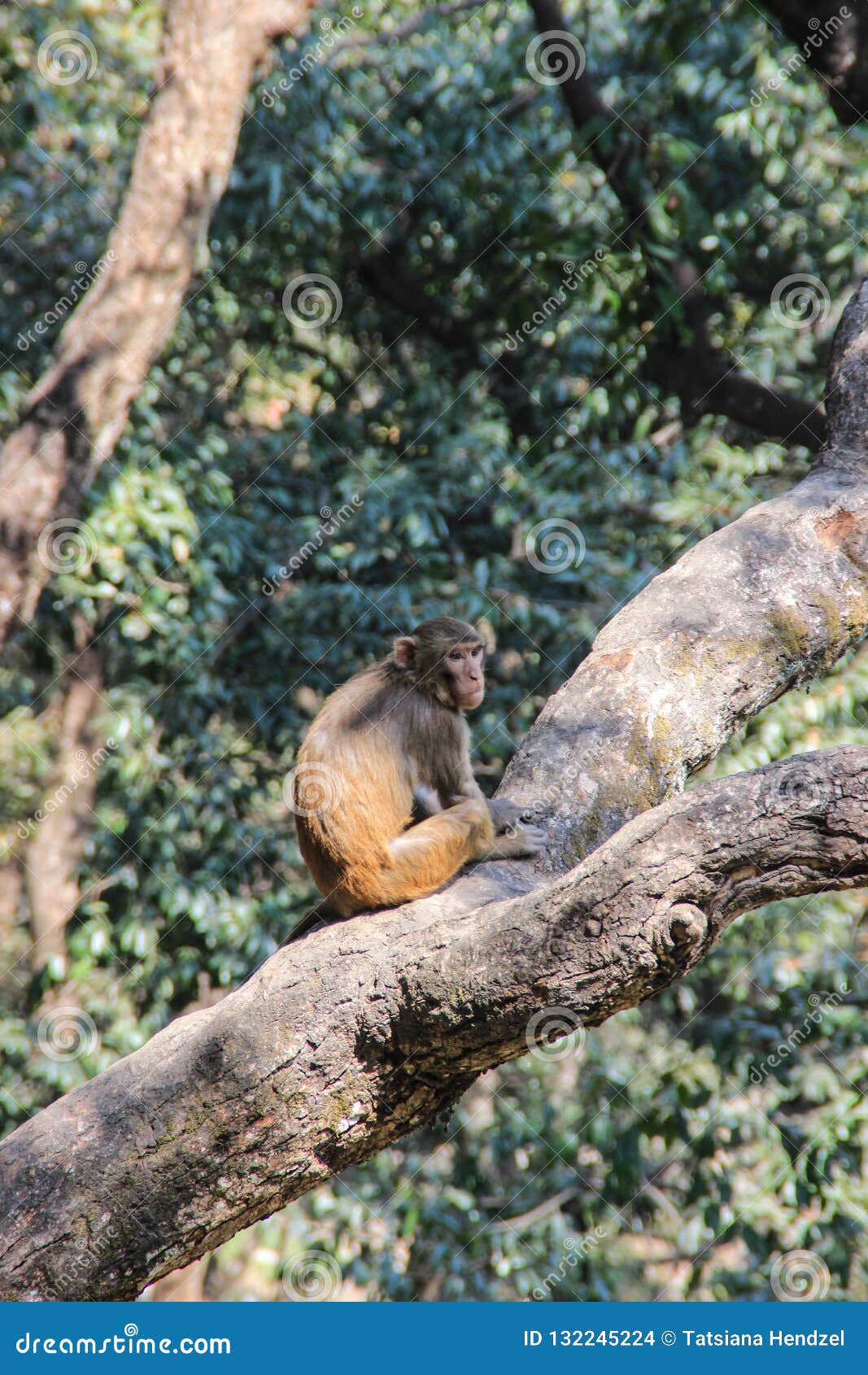 The Monkey Sits on a Tree Branch Stock Photo - Image of color, africa ...