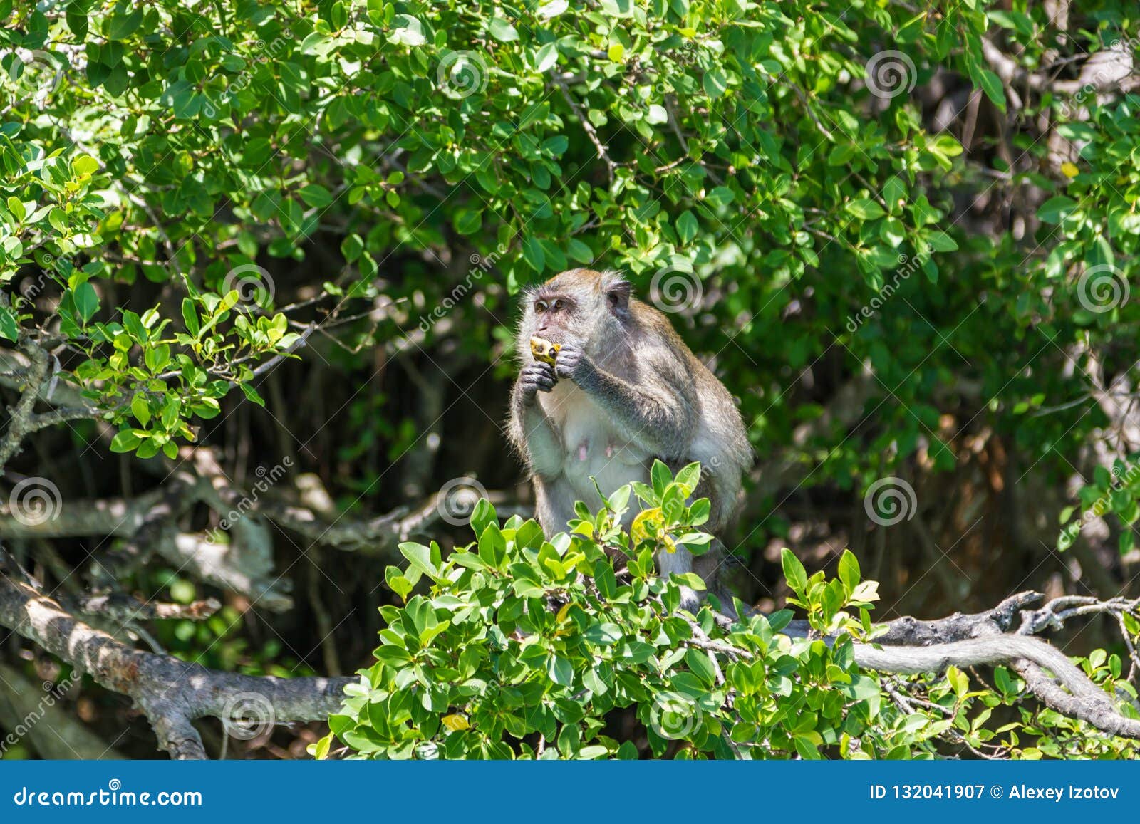 Monkey Banana Tree Stock Images - Download 1,779 Royalty Free Photos