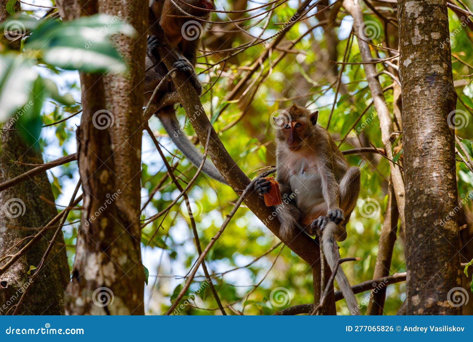 The Monkey Sits on a Tree with Food in His Hands Stock Photo - Image of ...