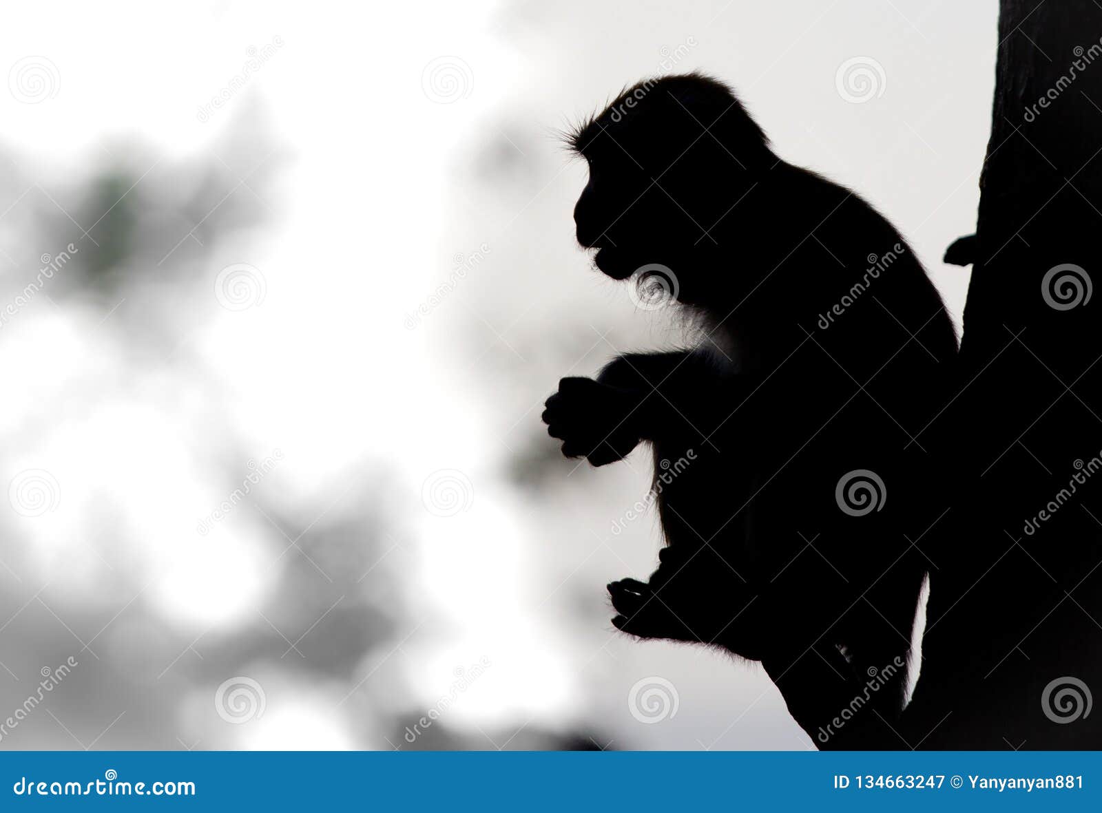 Shadow of Monkey Sits on a Tree Stock Image - Image of sits, macaque ...