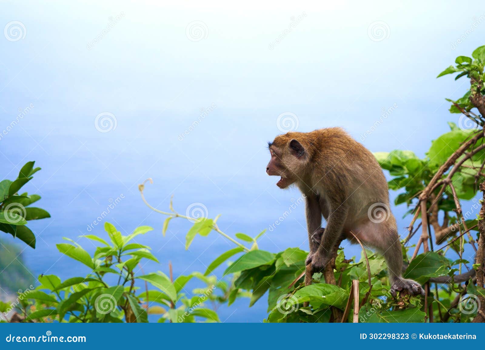 A Monkey On The Cliff Royalty-Free Stock Photo | CartoonDealer.com ...