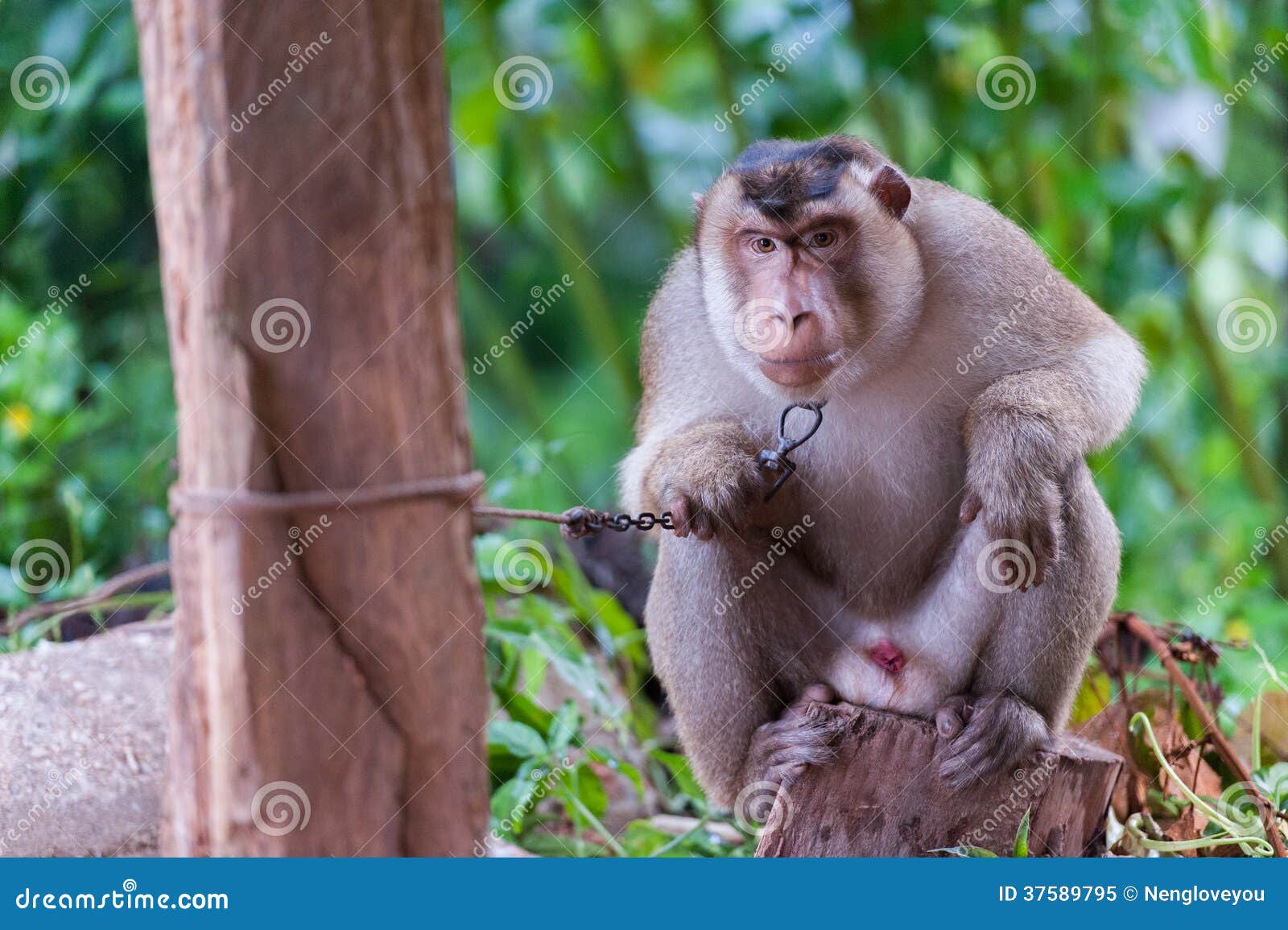 Monkey sitting stock image. Image of animal, primate - 37589795