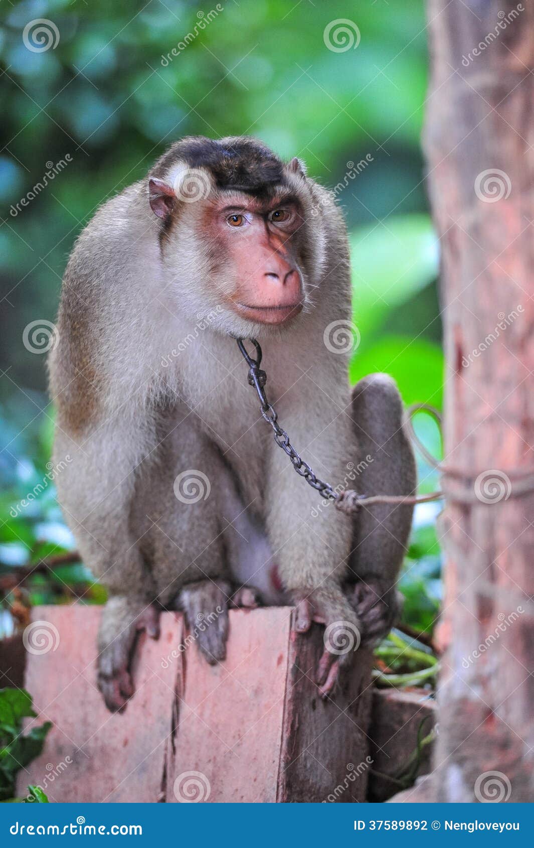 Monkey sitting stock photo. Image of forest, animals - 37589892