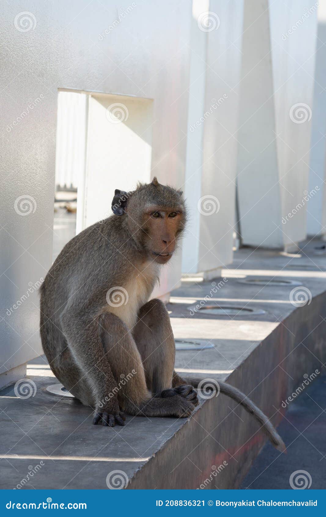 Monkey Sitting Alone and Depressed Looking Worried and Thoughtful ...