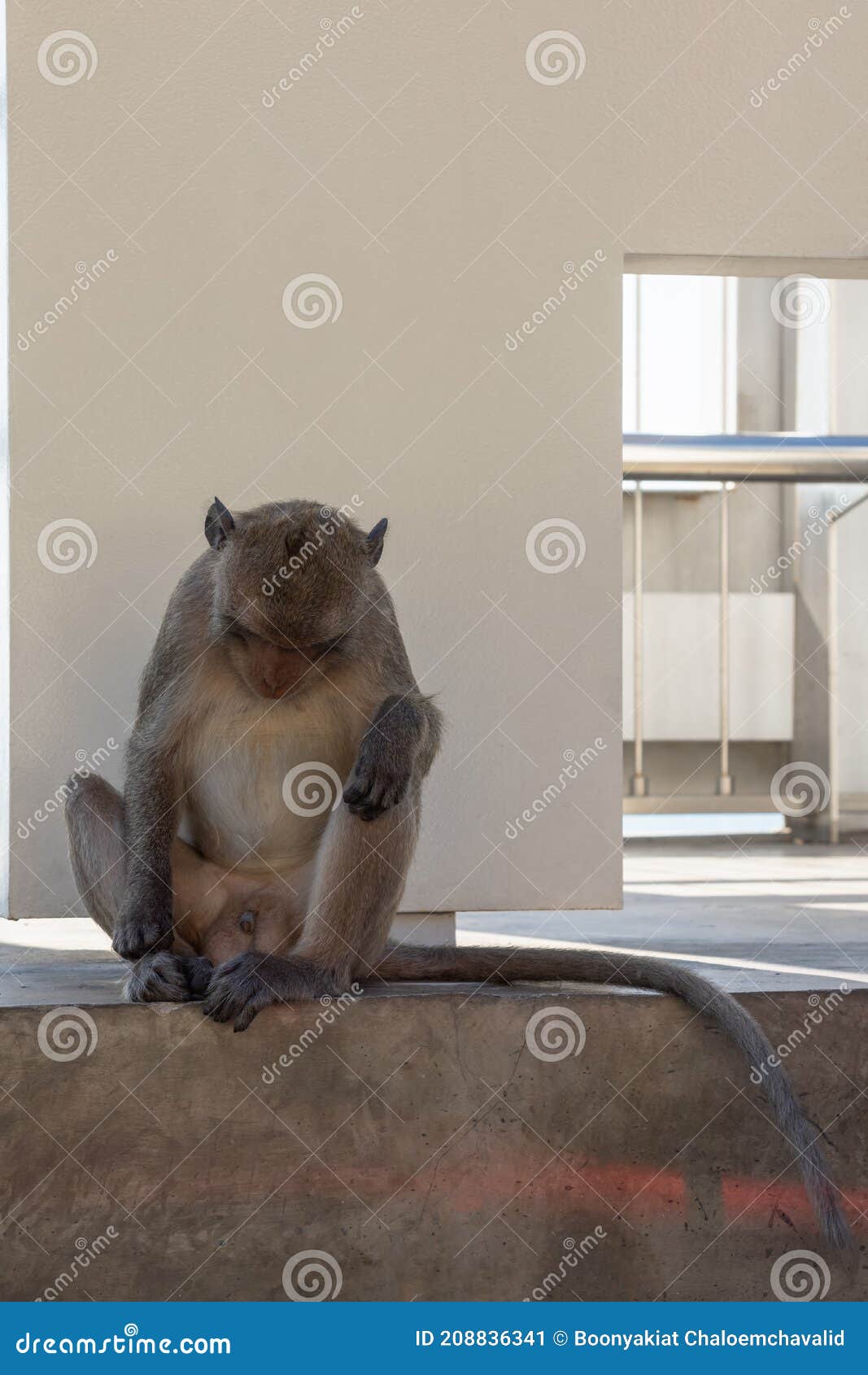 Monkey Sitting Alone and Depressed Looking Worried and Thoughtful ...