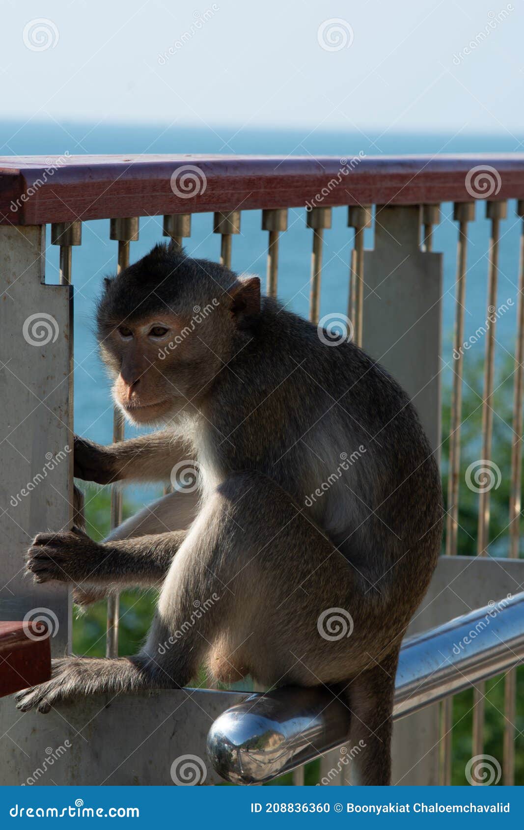 Monkey Sitting Alone and Depressed on Stainless Steel Railing by the ...