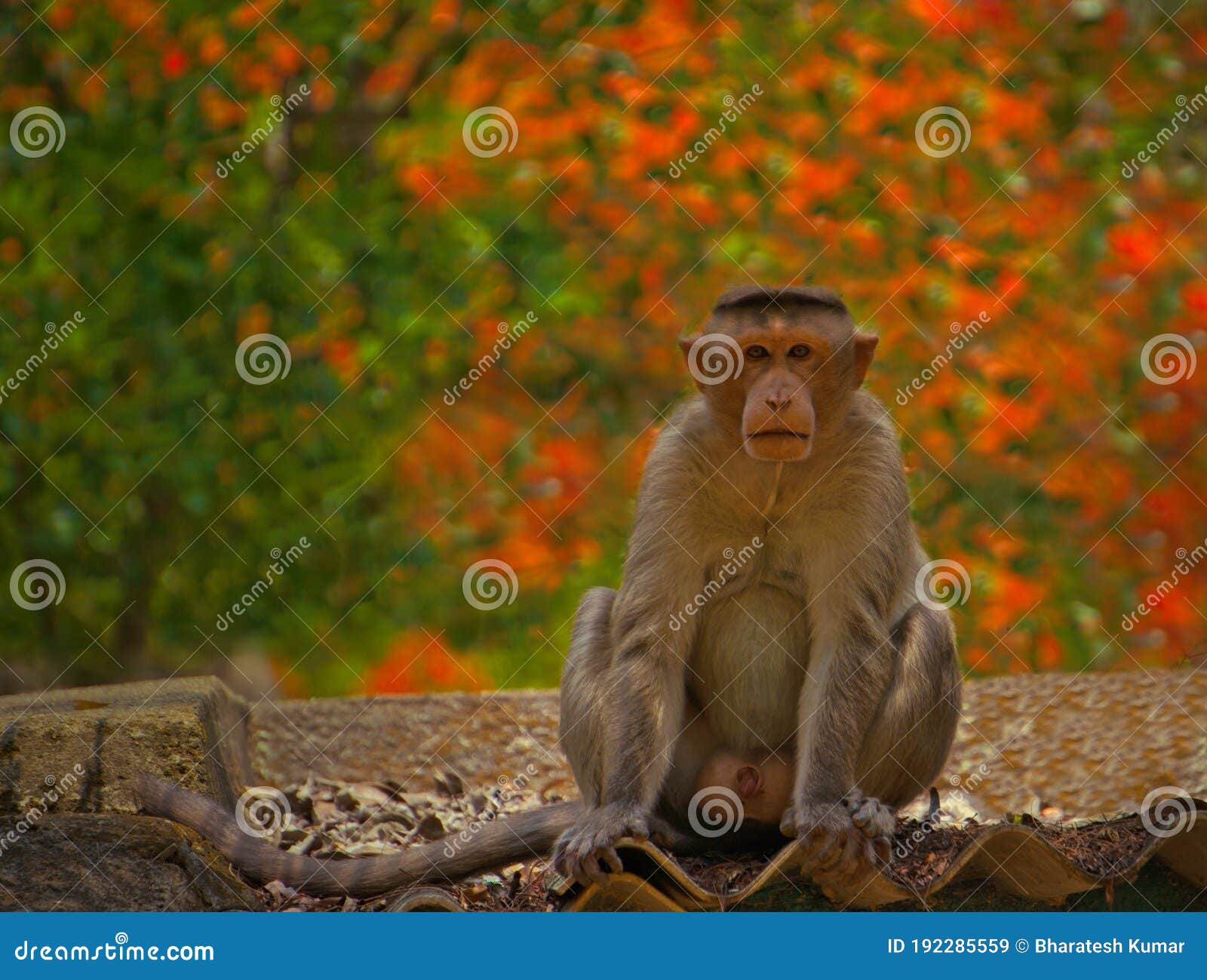 Monkey Sitting Alone and Starring at You Stock Image - Image of ...