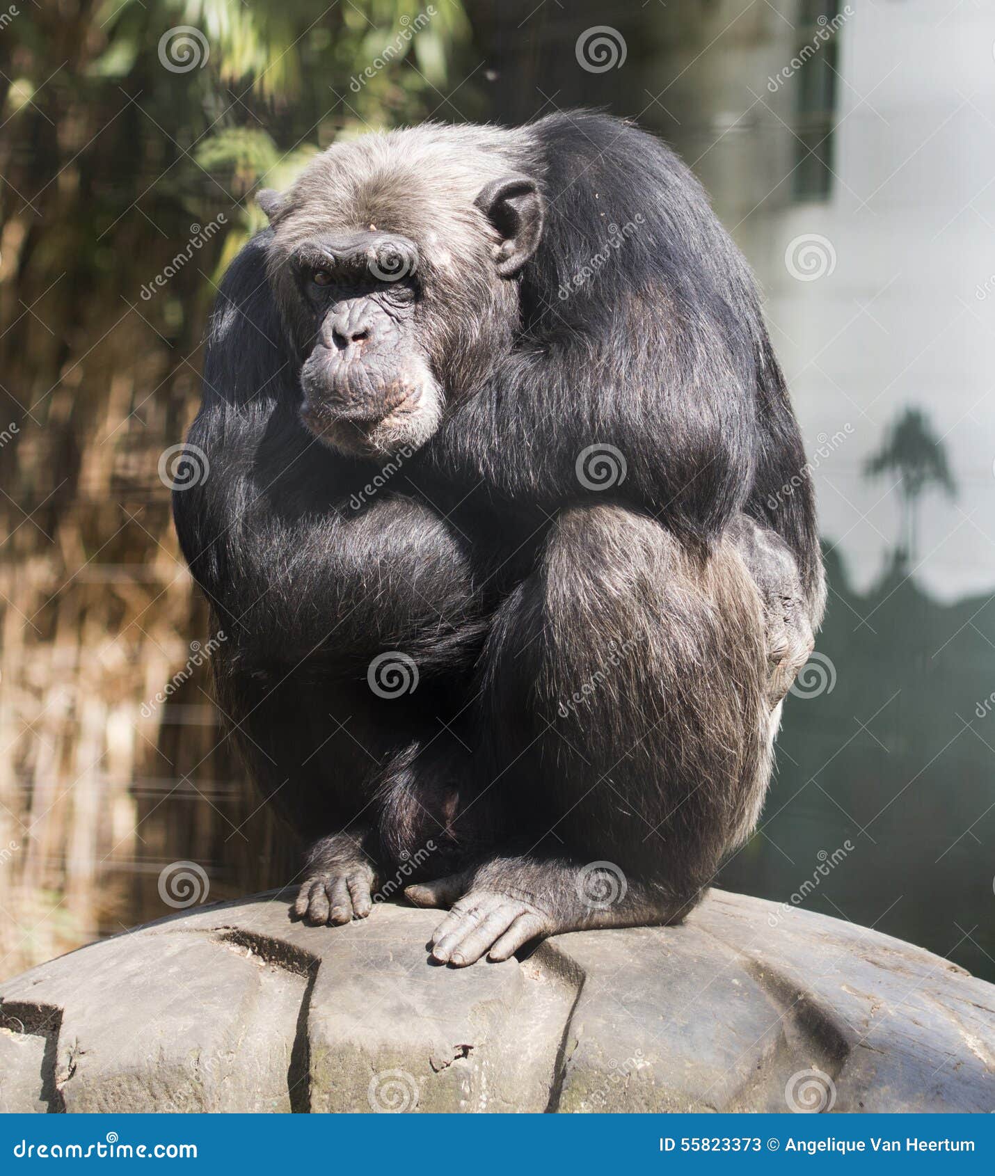 Monkey stock image. Image of danger, great, anthropomorphism - 55823373